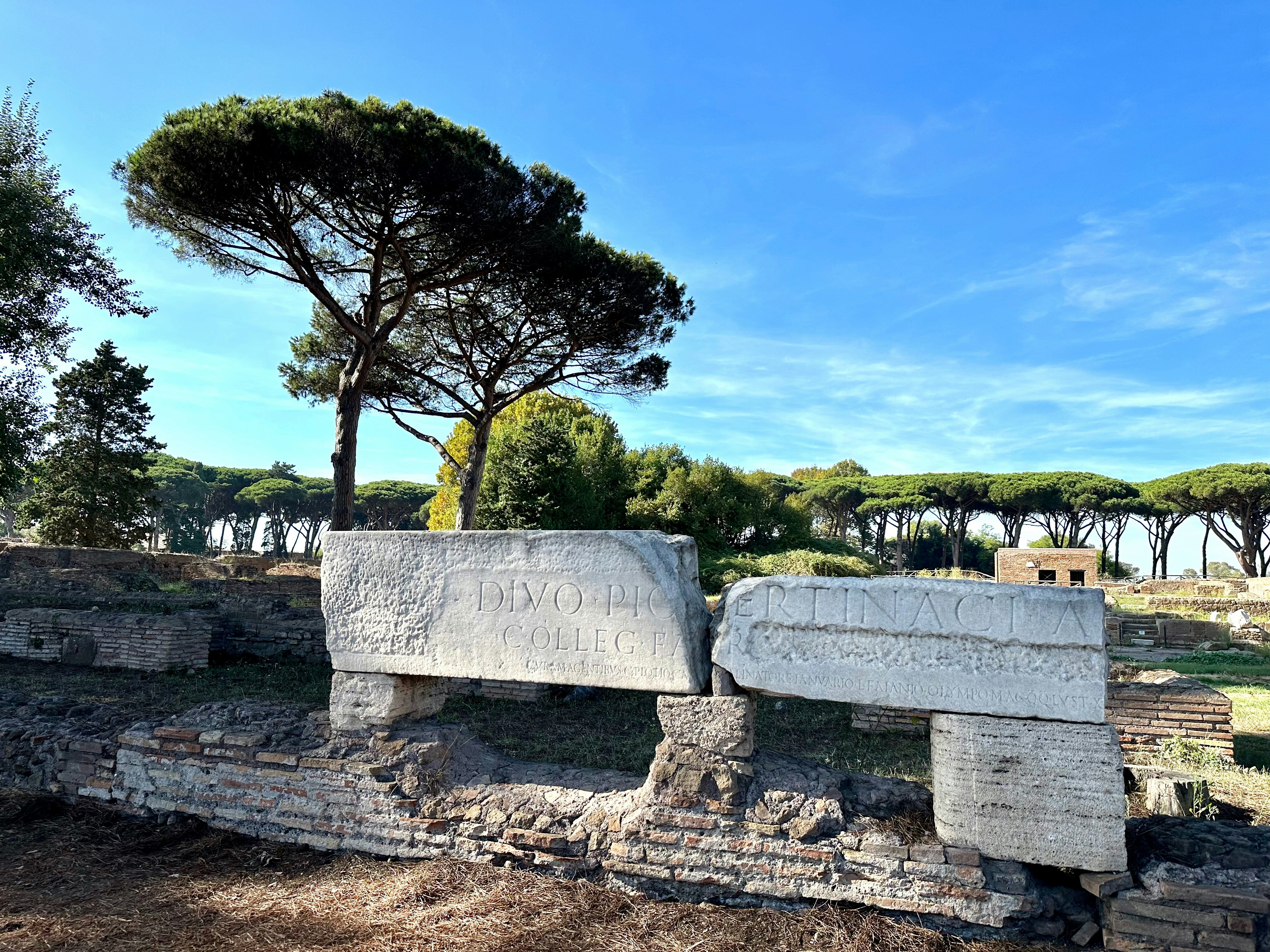 Ancient Ruins Under a Row of Pine Trees