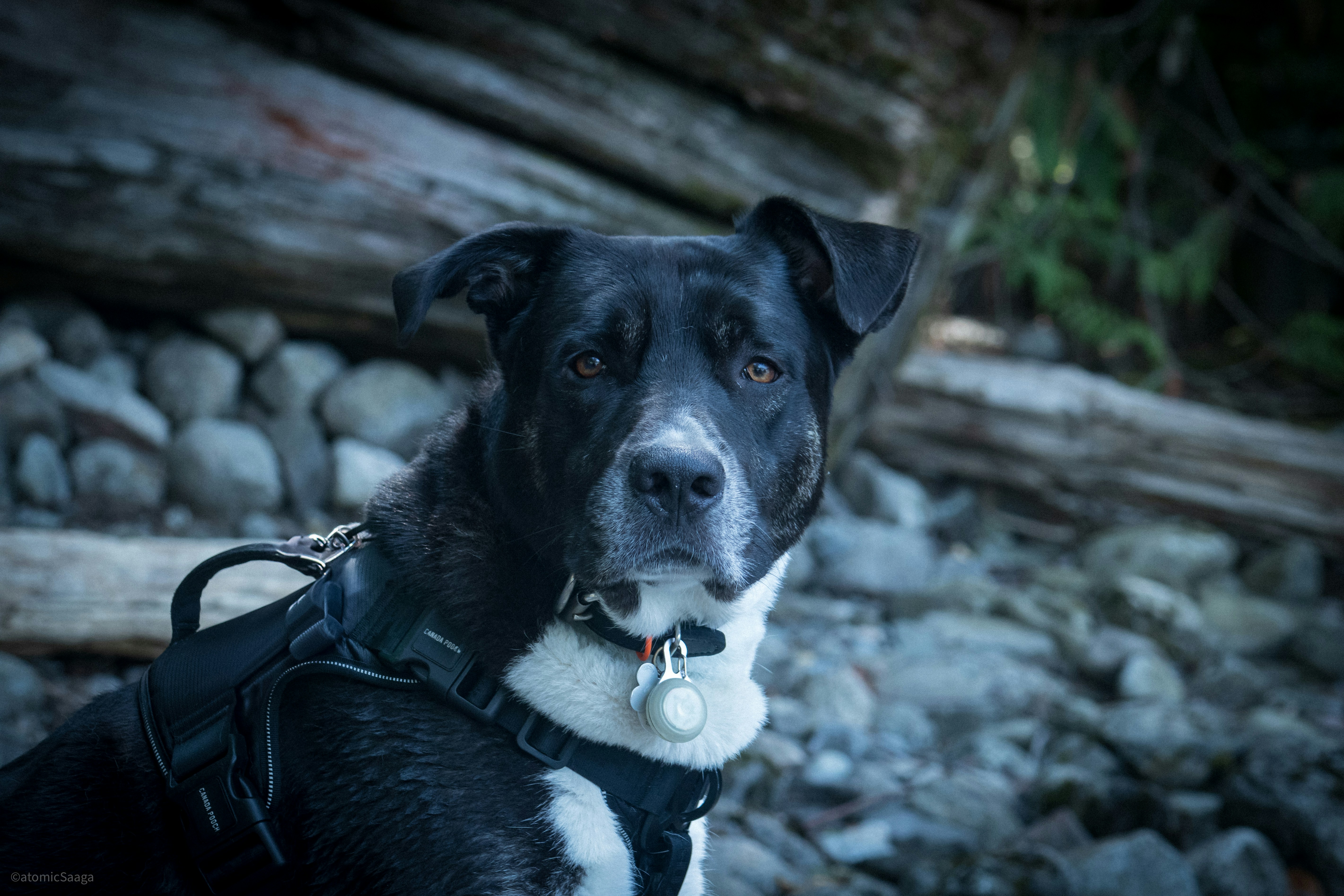 A black and white dog wearing a harness photo – Free Lizzie bay ...