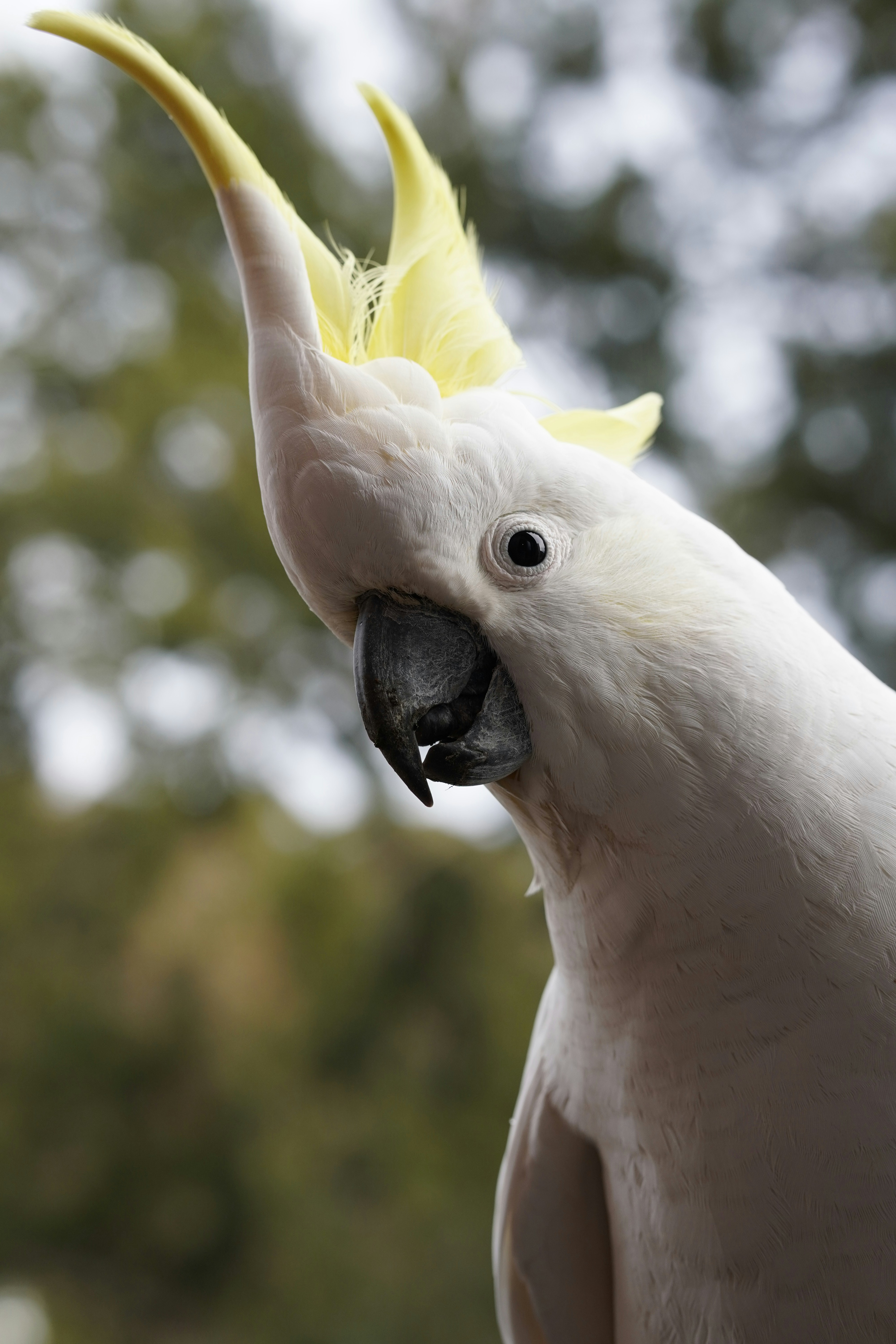 A white cockatoo with a yellow crown on its head photo – Free Canberra ...