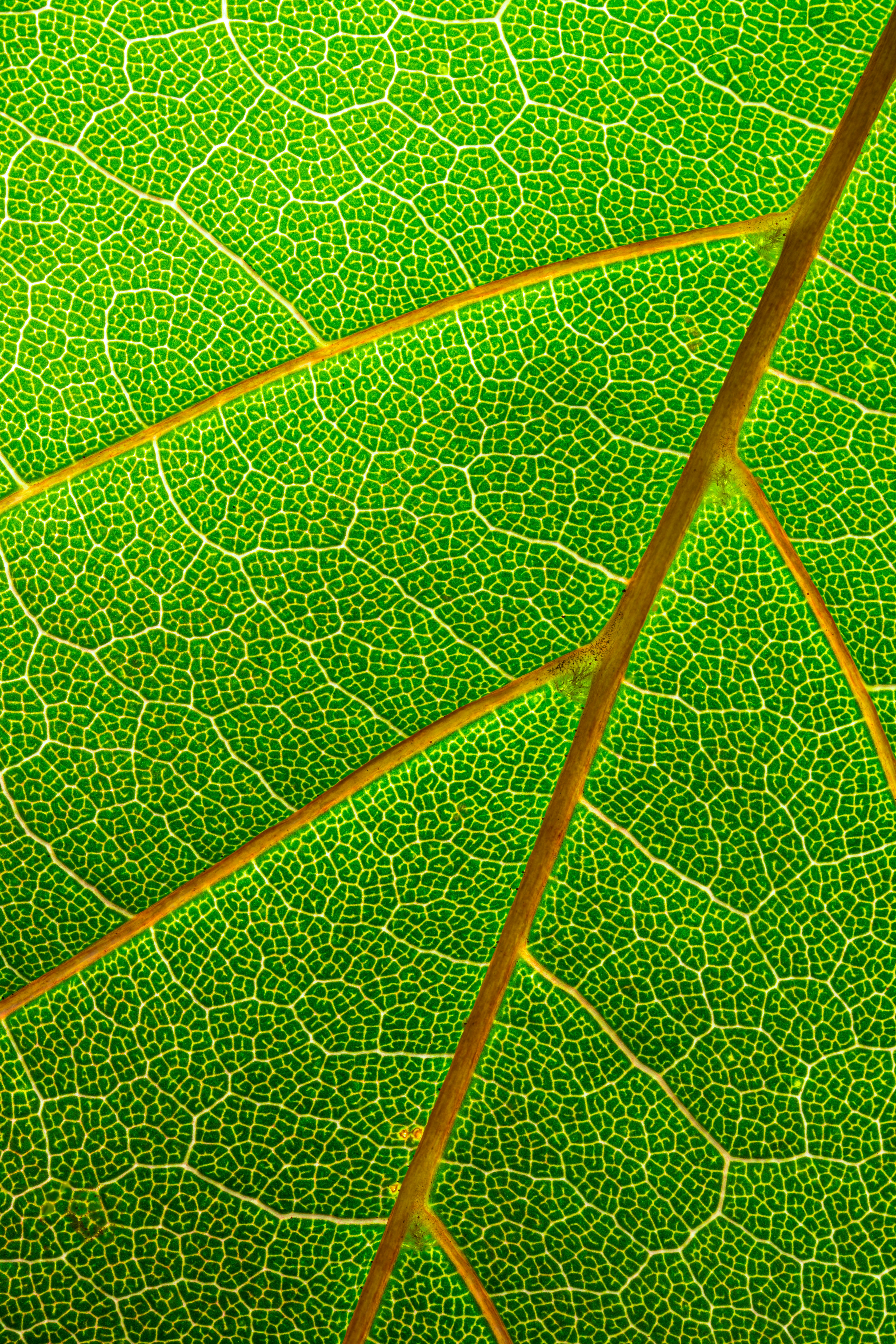 Emerald Vein Mosaic: macro study of leaf venation in warm light