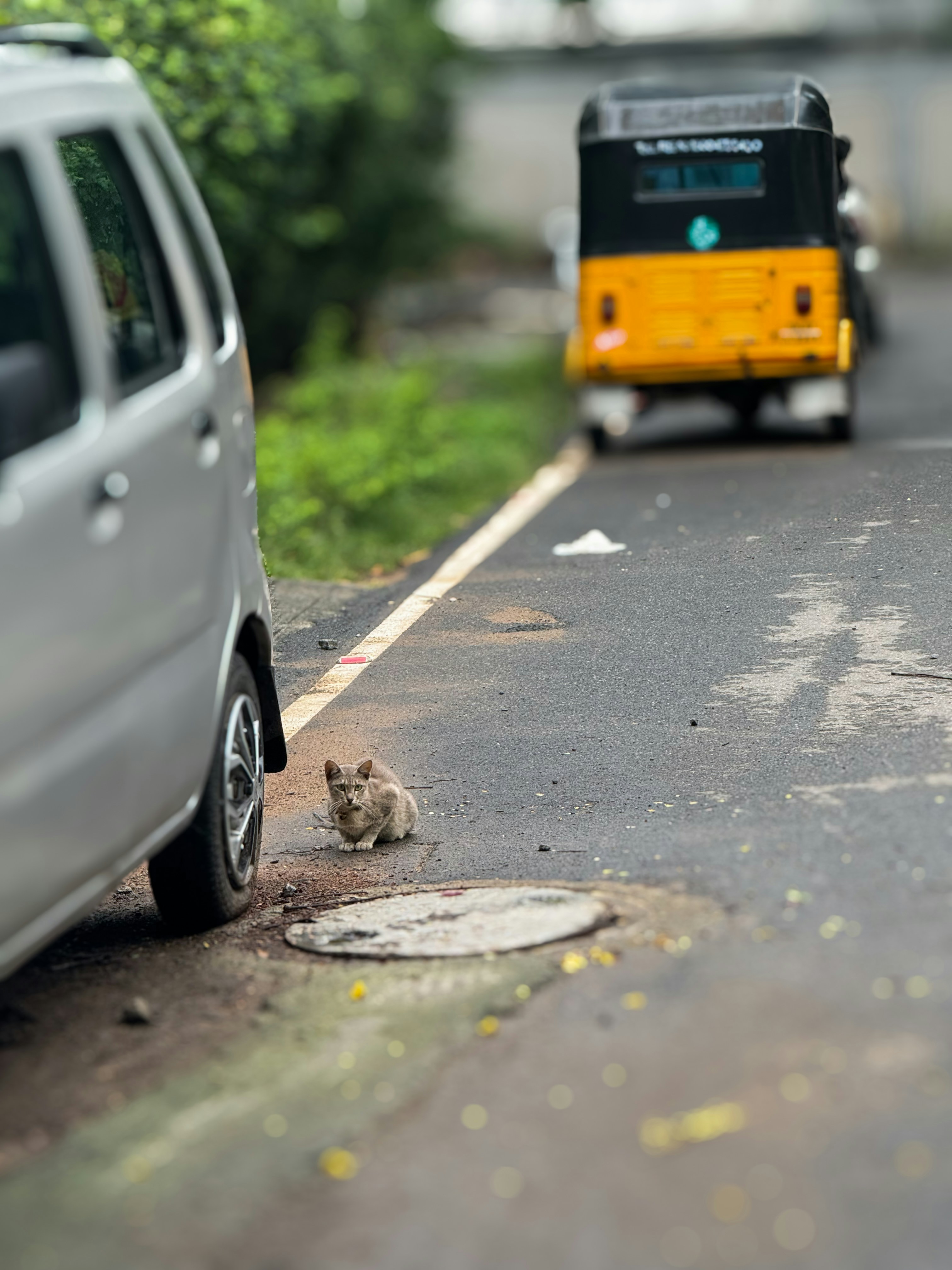 Cats on the road