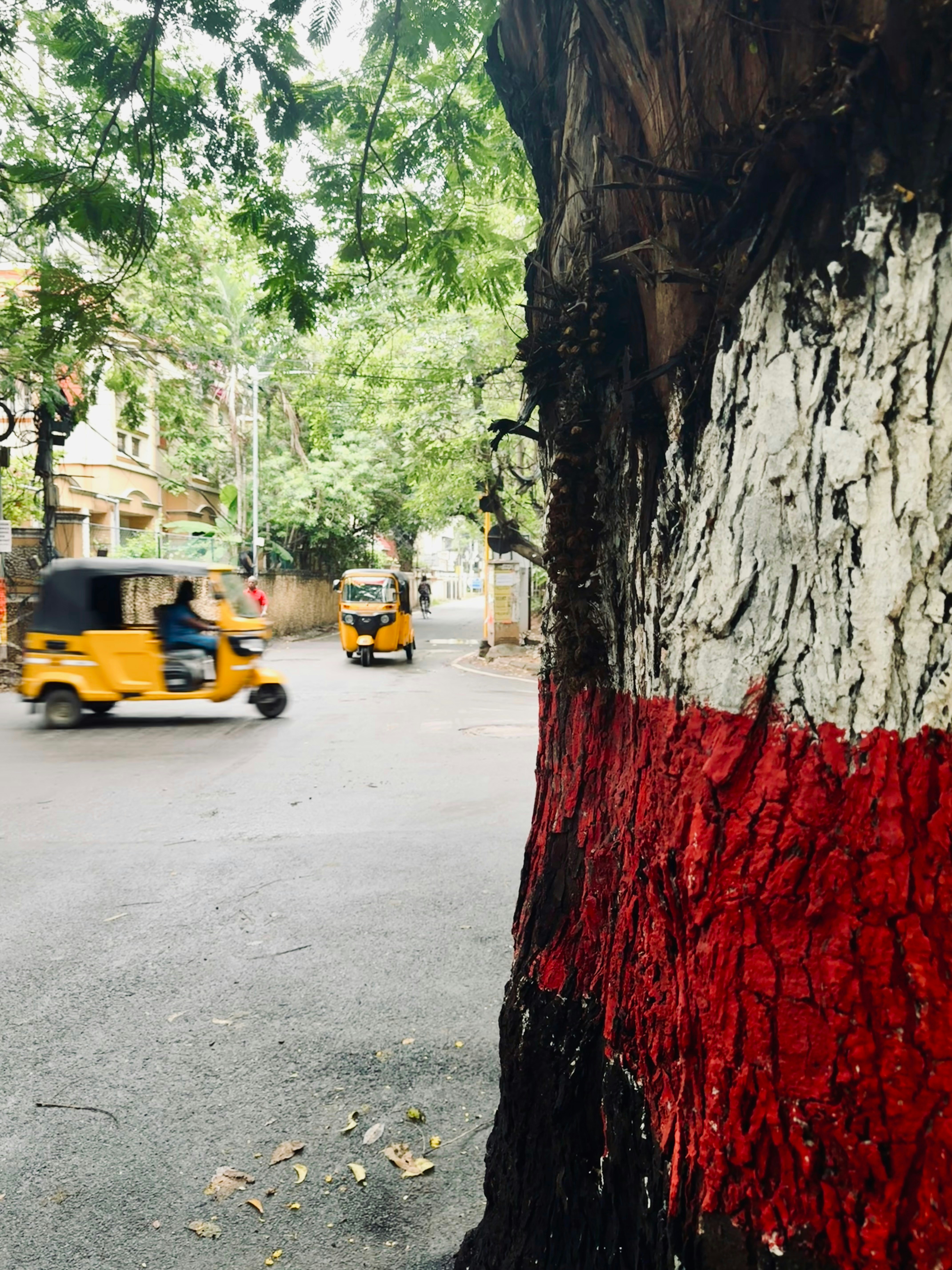 Crimson-Banded Trunk Framing a City Street in Motion