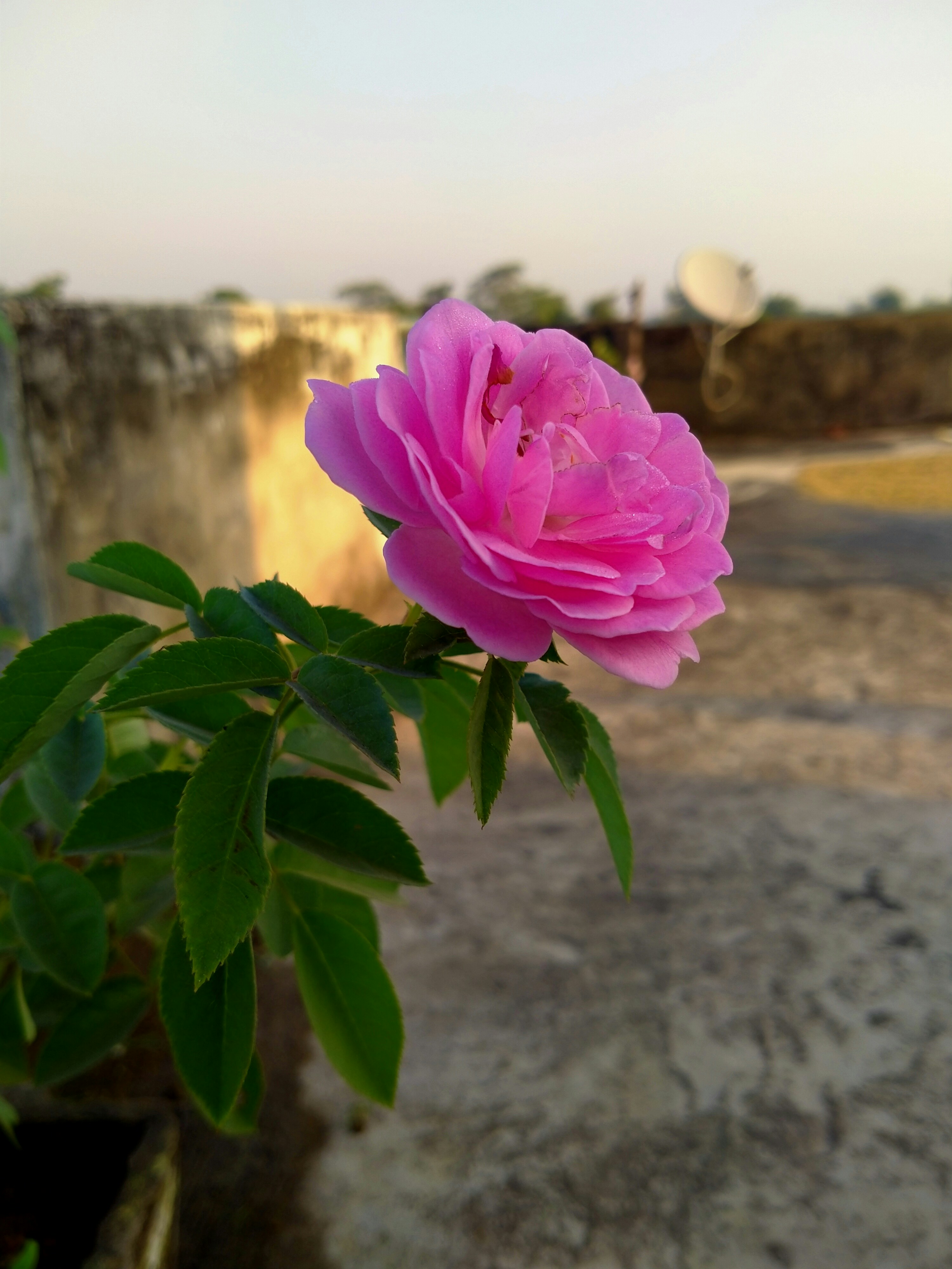 Une fleur rose posée sur une plante verte photo – Image gratuite de ...