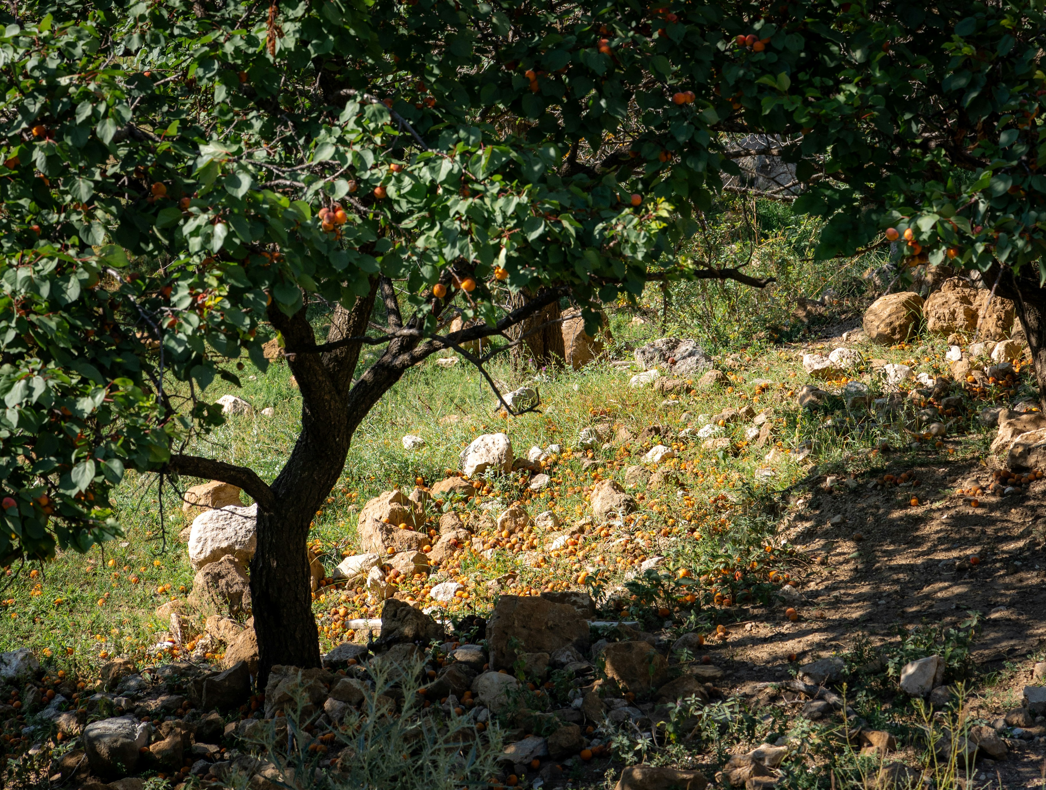 Shade and Stone: A Tree Framing a Rocky Hillside