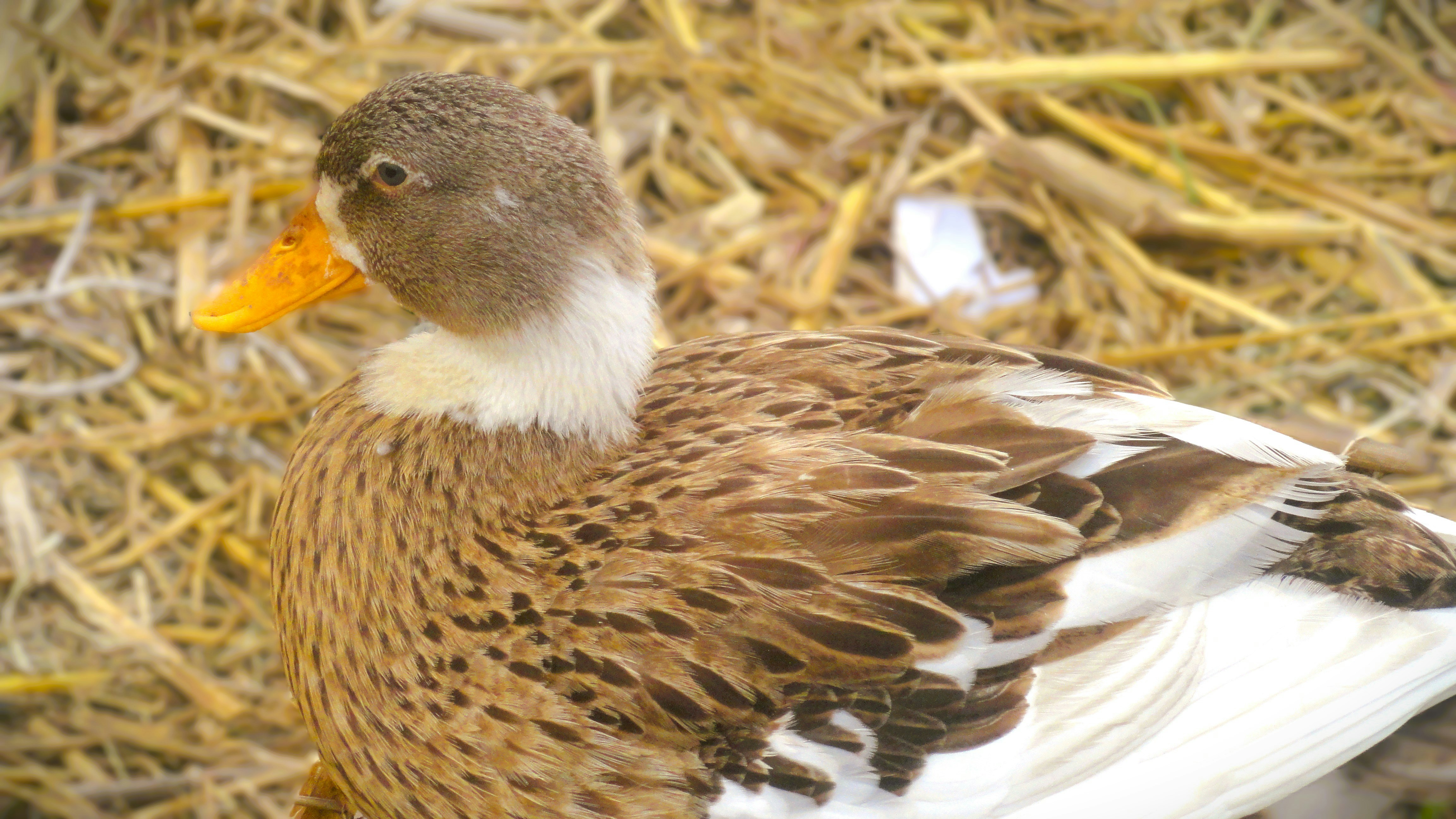 Close-up of a mallard in a straw-filled nest scene