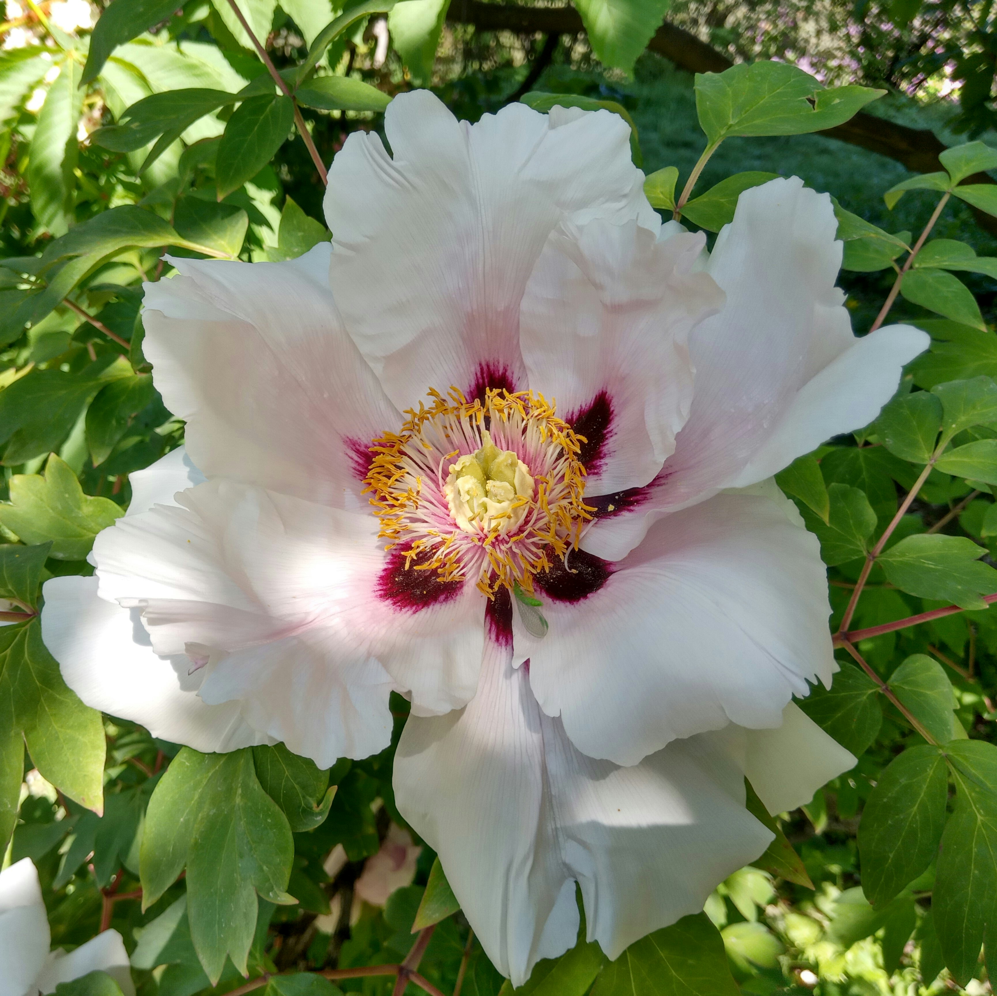 Ivory Peony with a Crimson Heart Unfolding in Dappled Shade