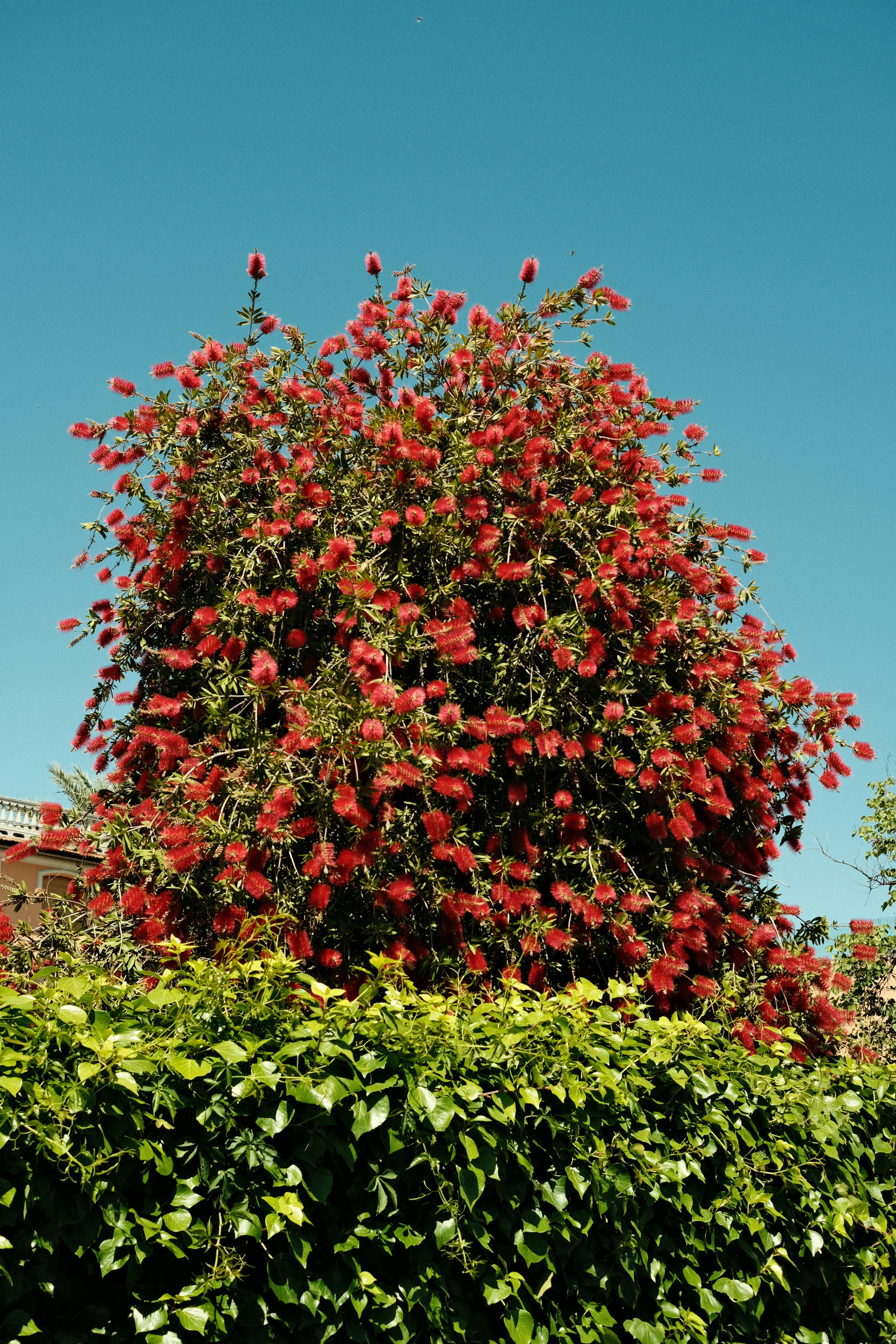 Crimson Bottlebrush Canopy Reaching for Azure Sky