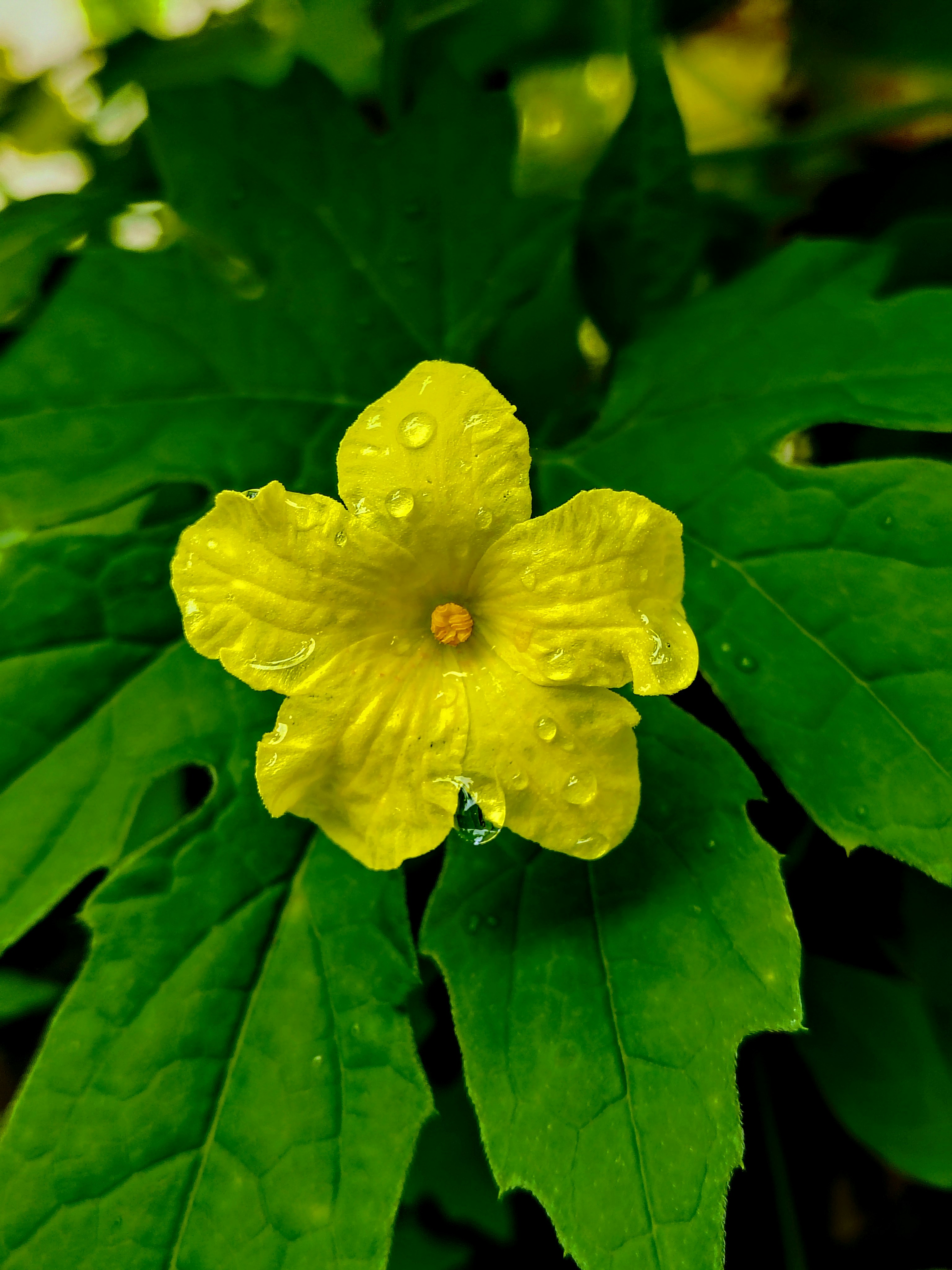 Dew-Kissed Yellow Bloom Framed by Lush Green Foliage