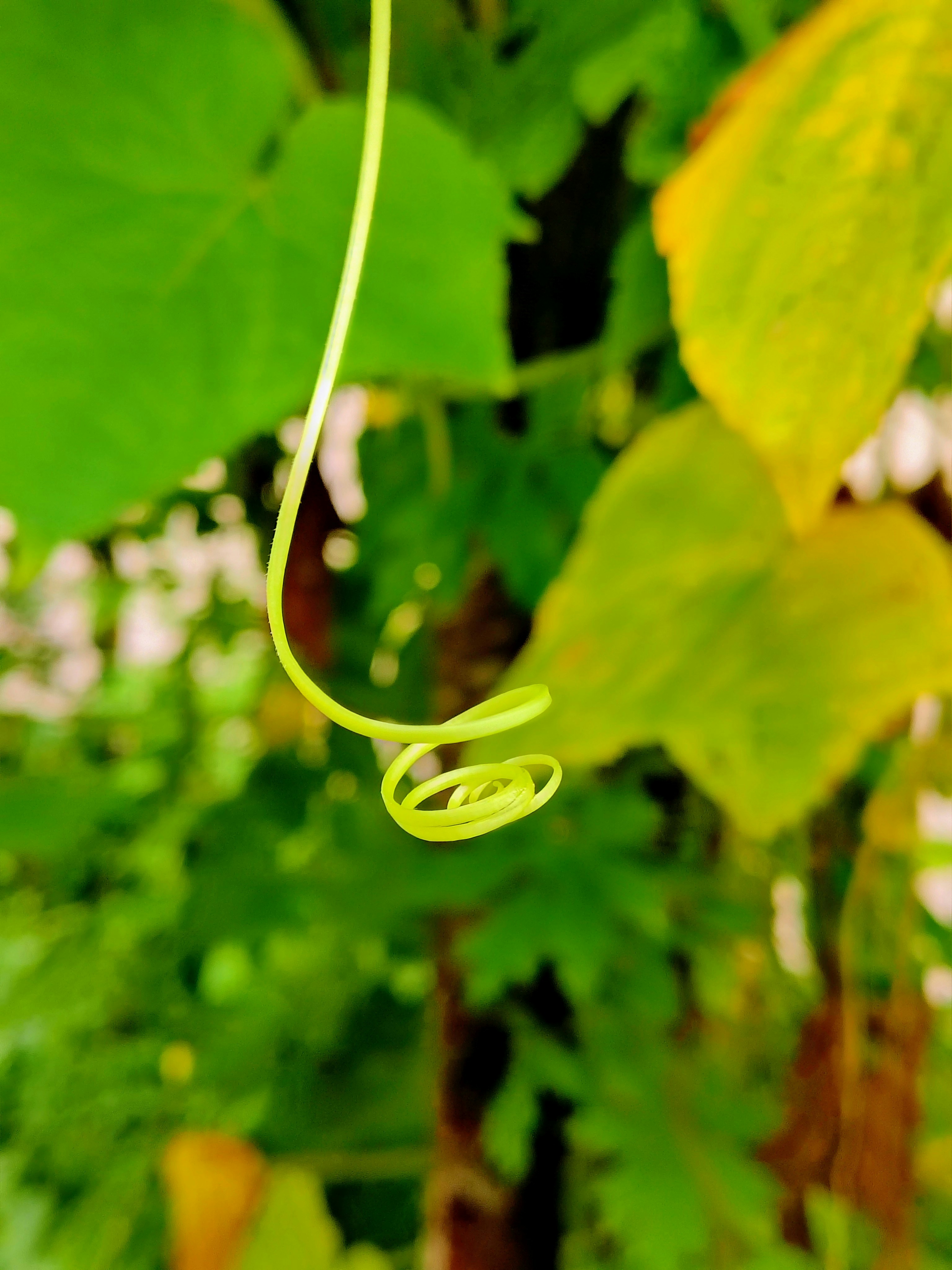 Coiled Vine Tender: A Vibrant tendril Against Lush Greenery