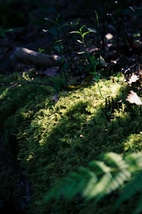 Sunlit Moss Spotlight: a Quiet Patch in the Shadowed Forest