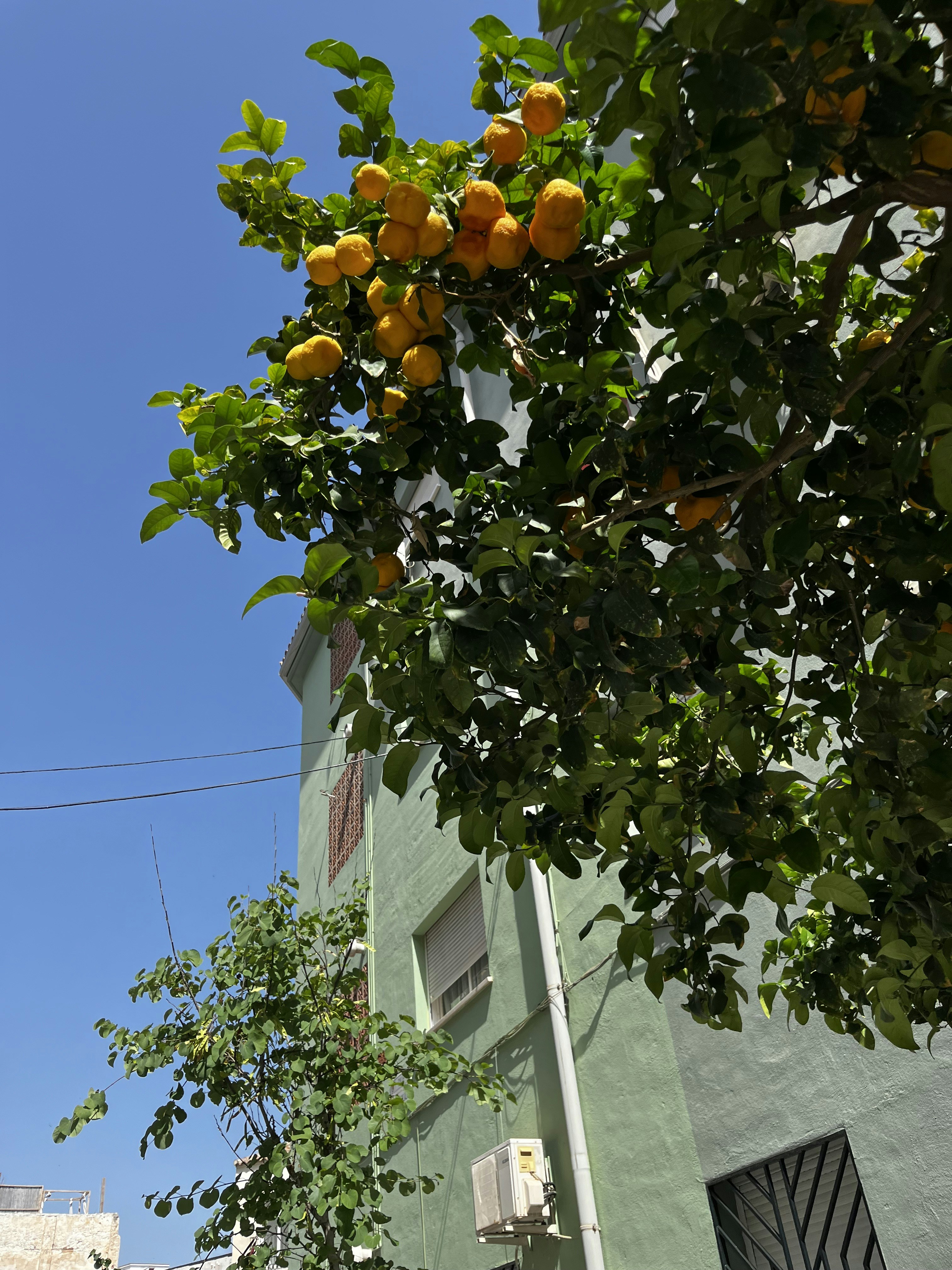 Lemon-Laden Canopy Framing a Sunlit Green Facade