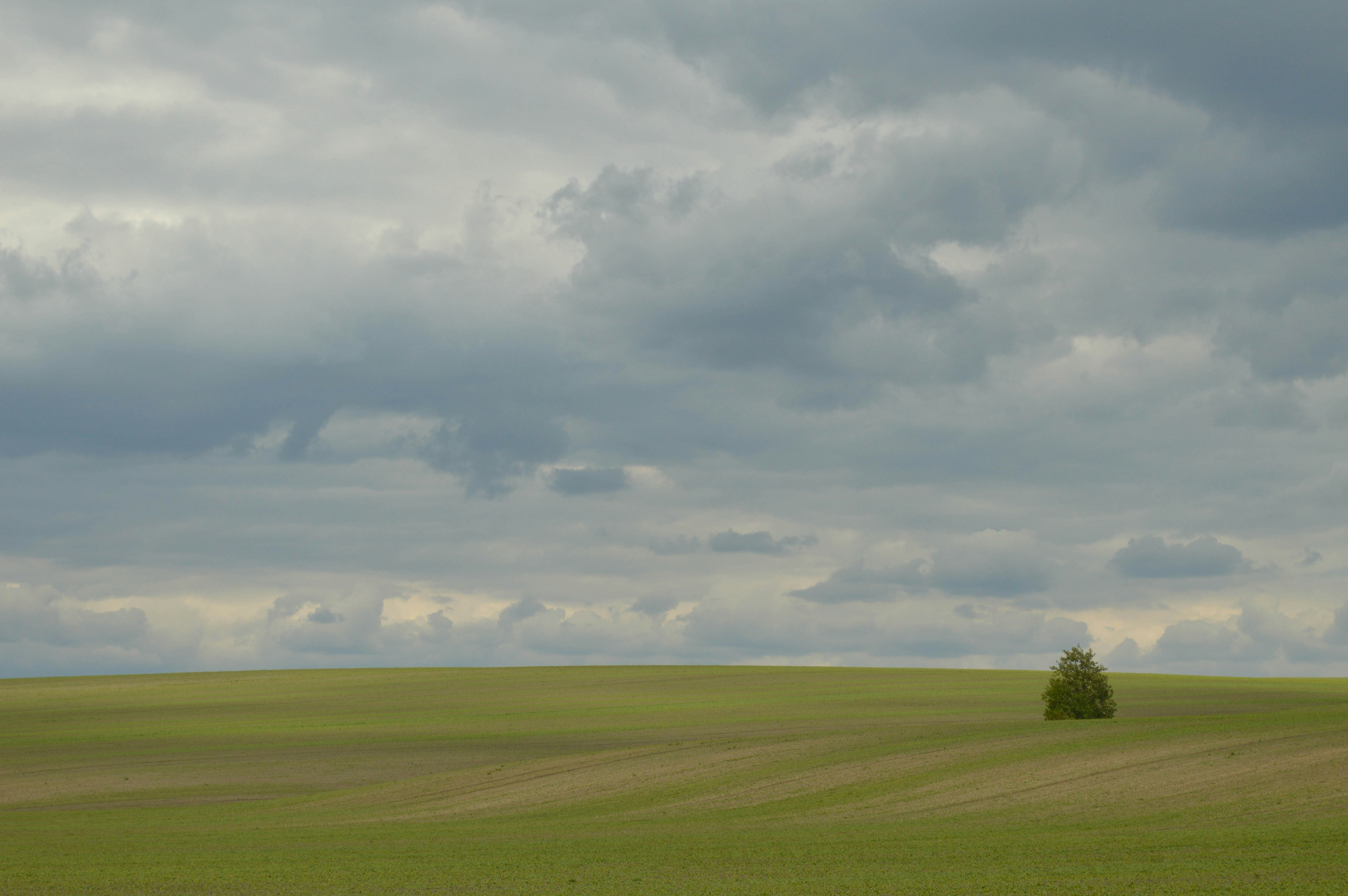 The Prairie Sentinel: Lone Tree Under a Brooding Sky