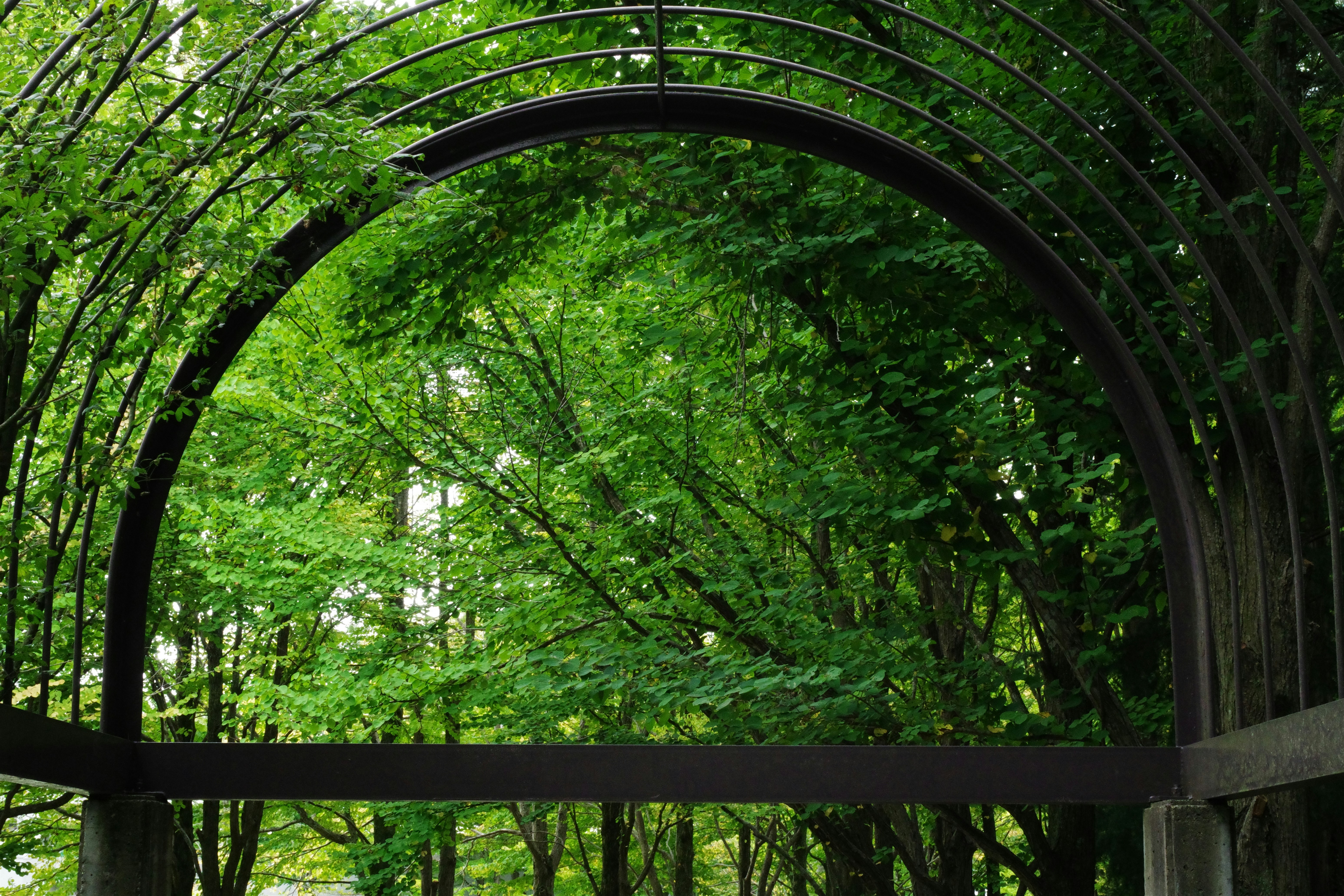 An arch in the middle of a lush green forest photo – Free Forest Image ...