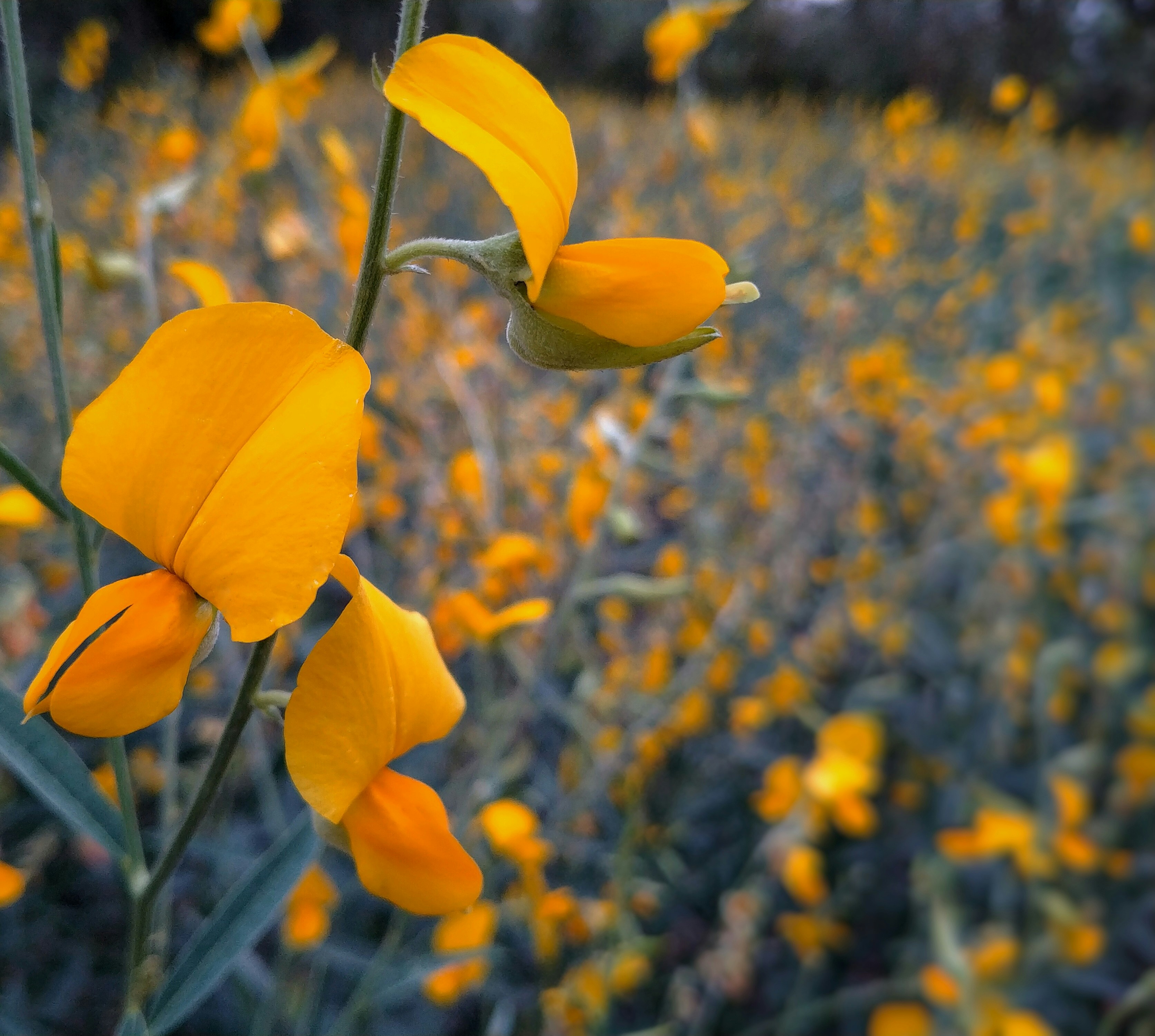Close-up photograph of a single yellow bloom in sharp focus against a field of blurred blossoms.
