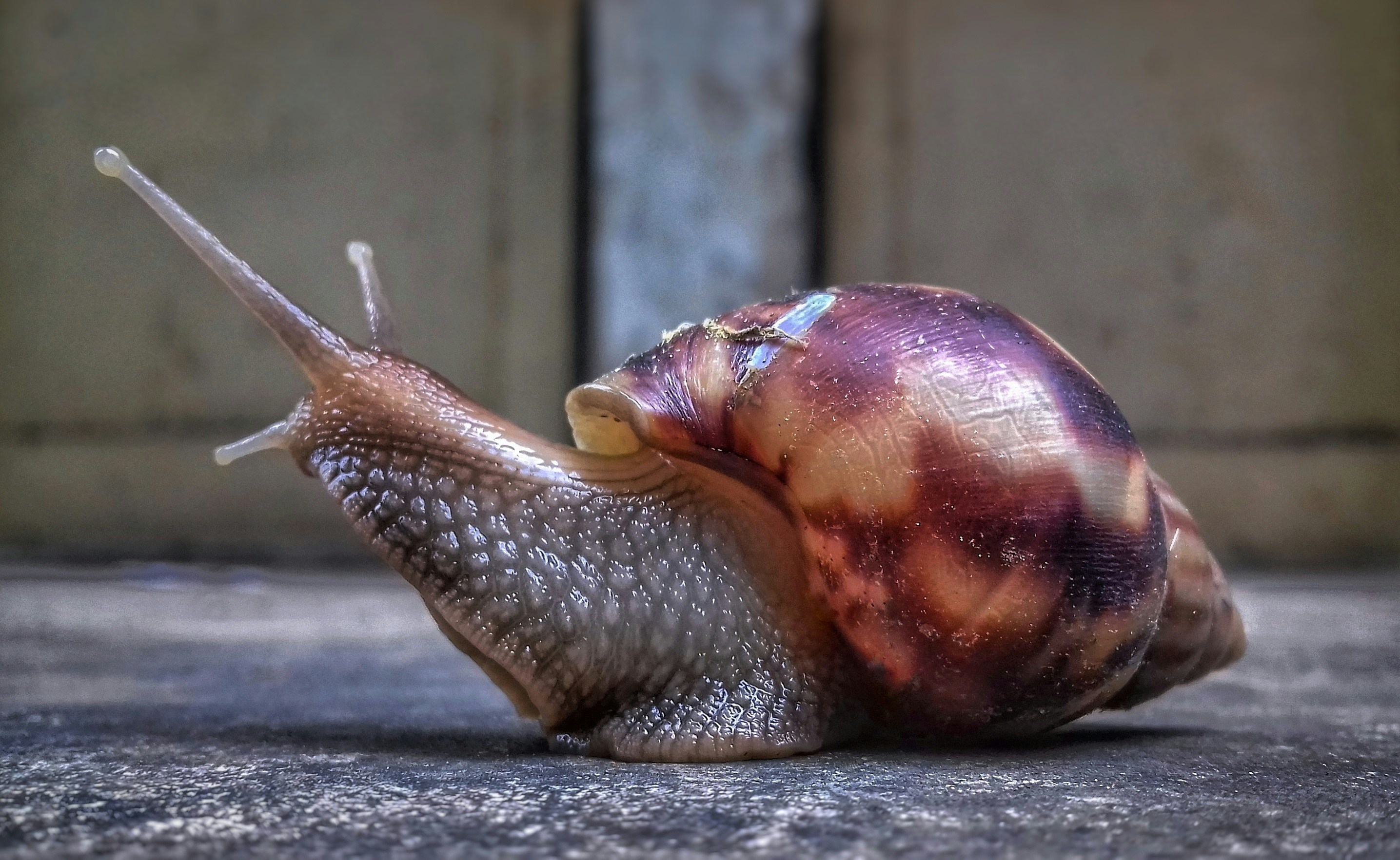 A close up of a snail on the ground photo – Free Snail Image on Unsplash