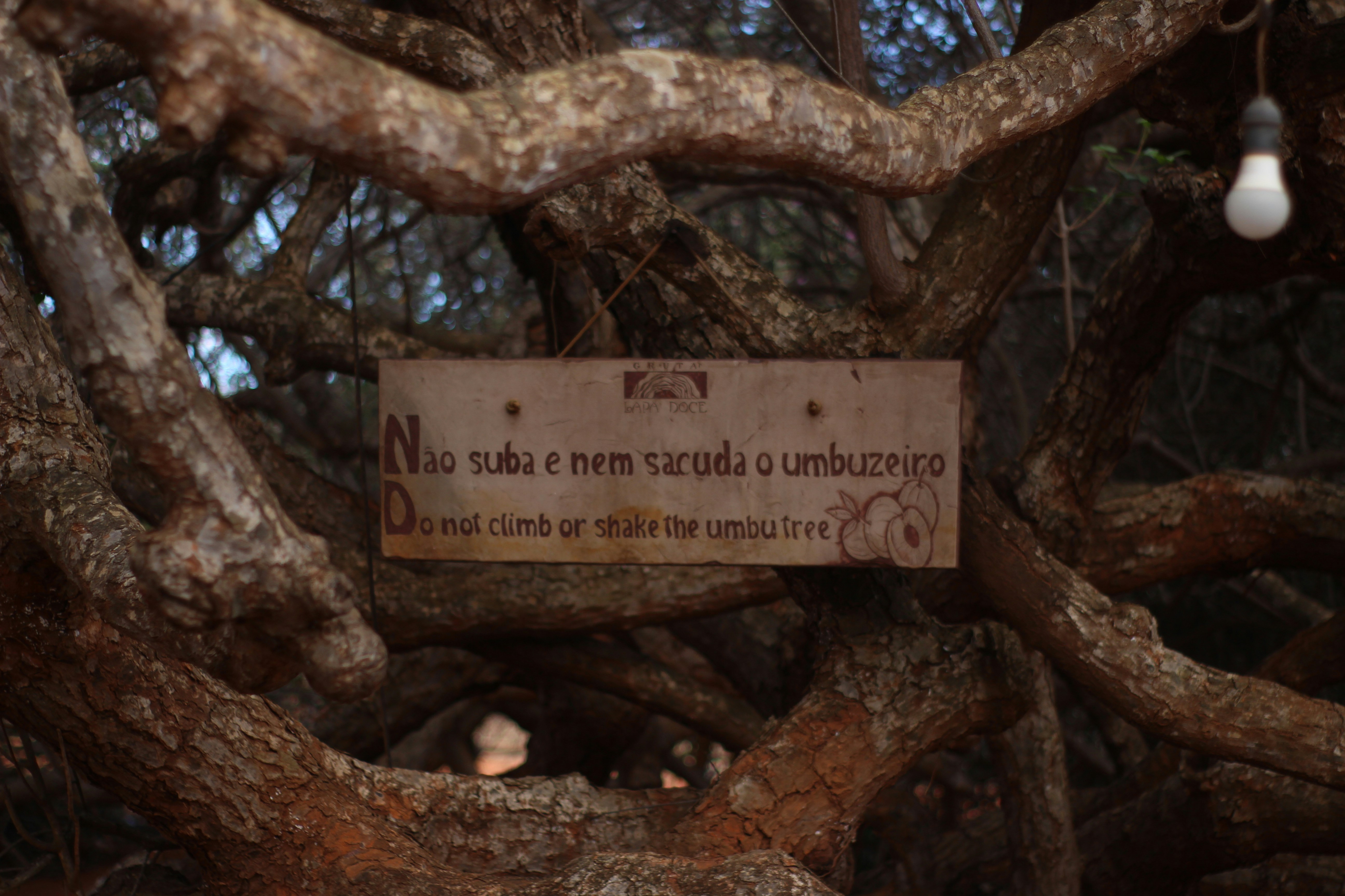 Rustic wooden sign mounted among gnarly branches warns visitors not to climb or shake the umbu tree.