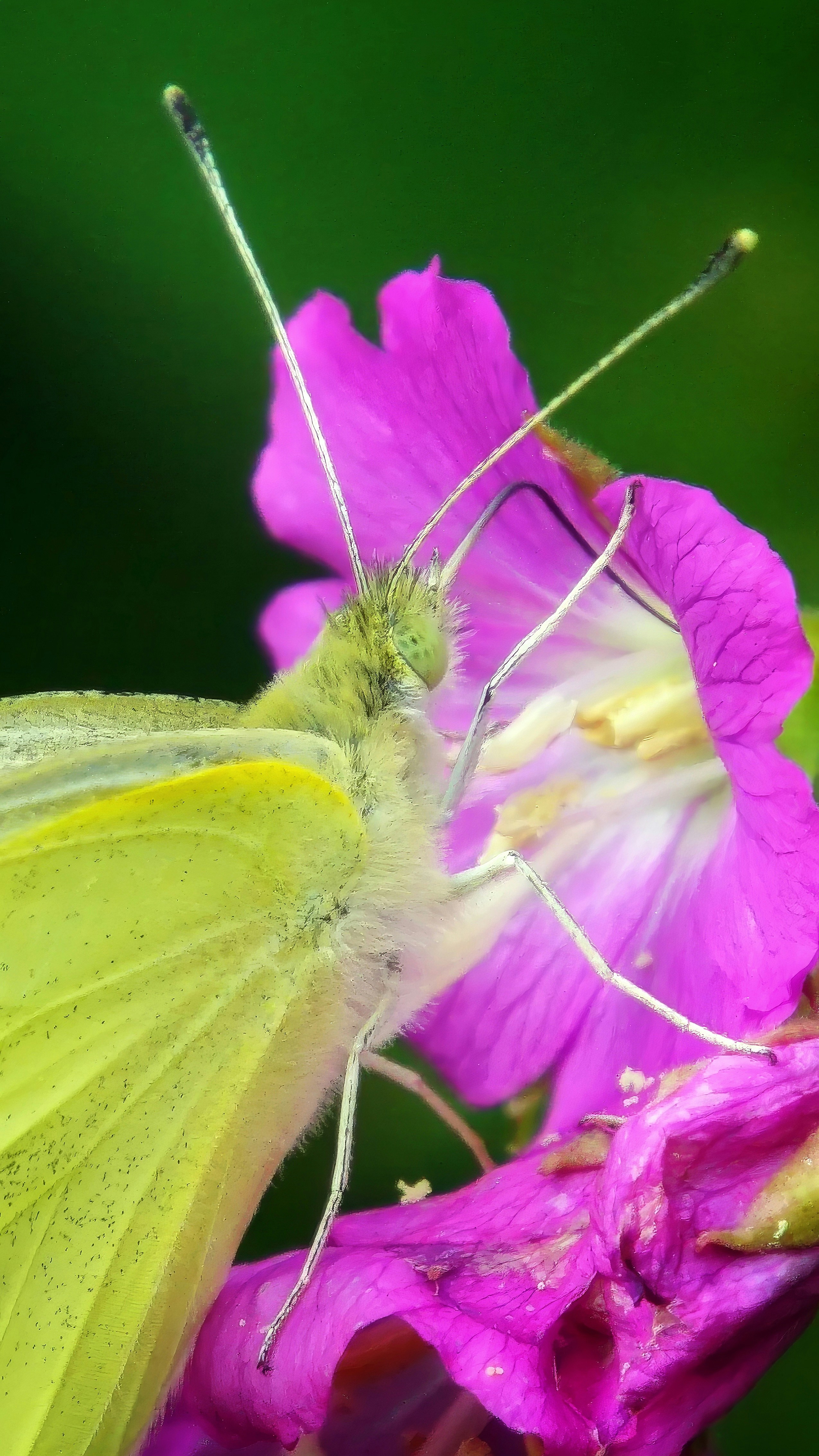 Velvet Violet Macro Moment: A Yellow Butterfly at the Bloom's Edge