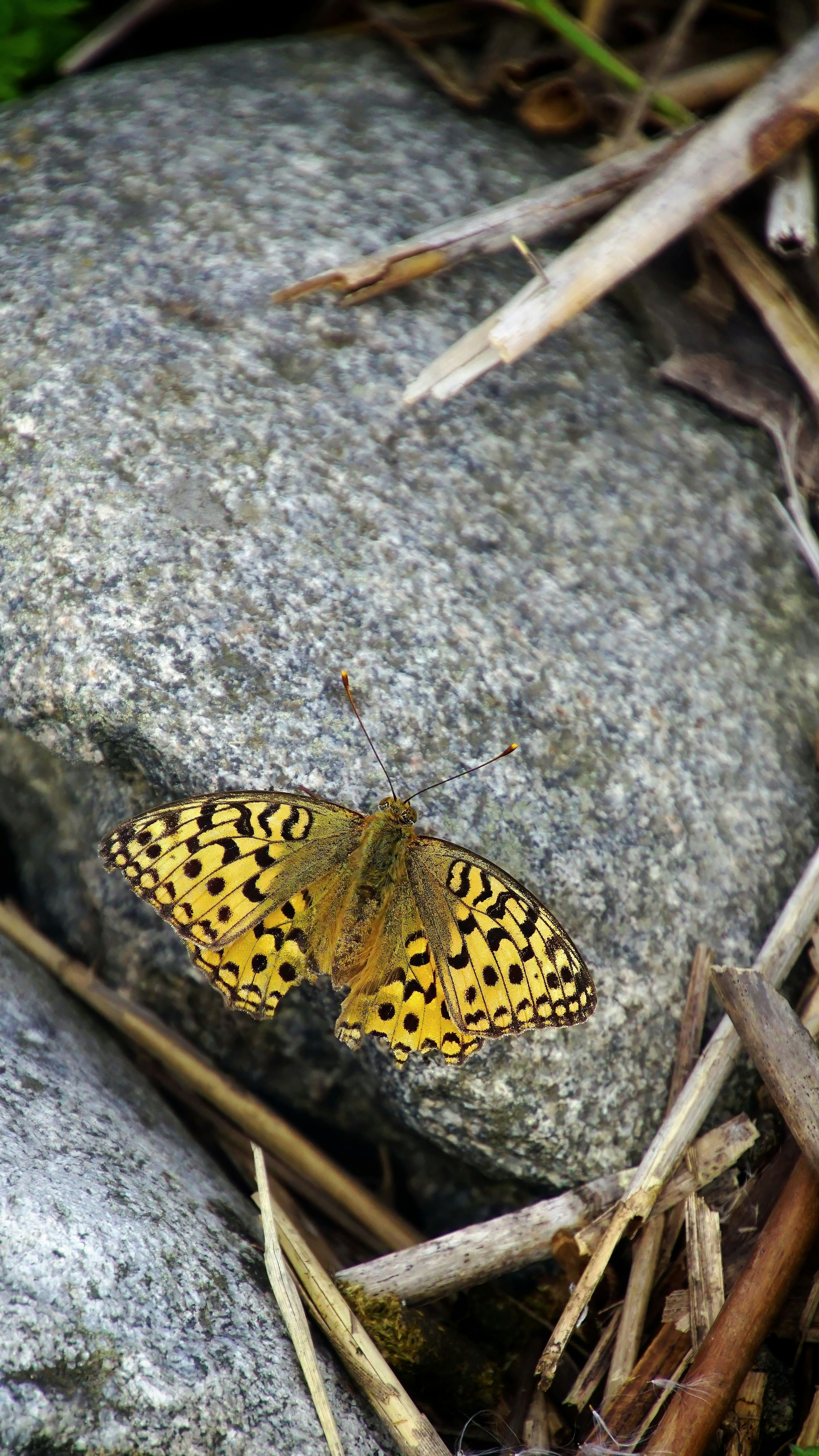 Granite Pause: A Yellow Speckled Butterfly on Weathered Stone