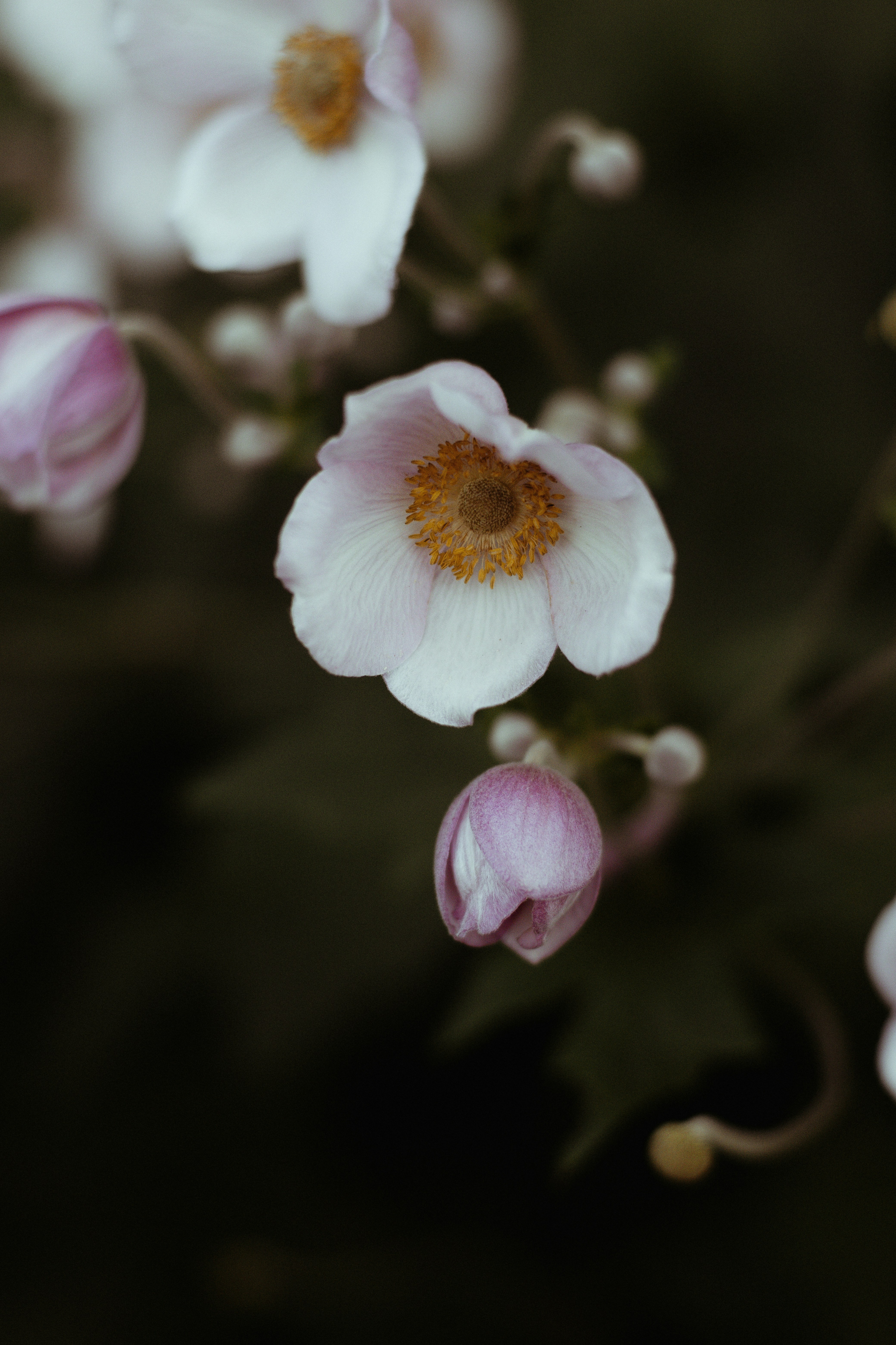 A close up of a bunch of pink and white flowers photo – Free Blossom ...