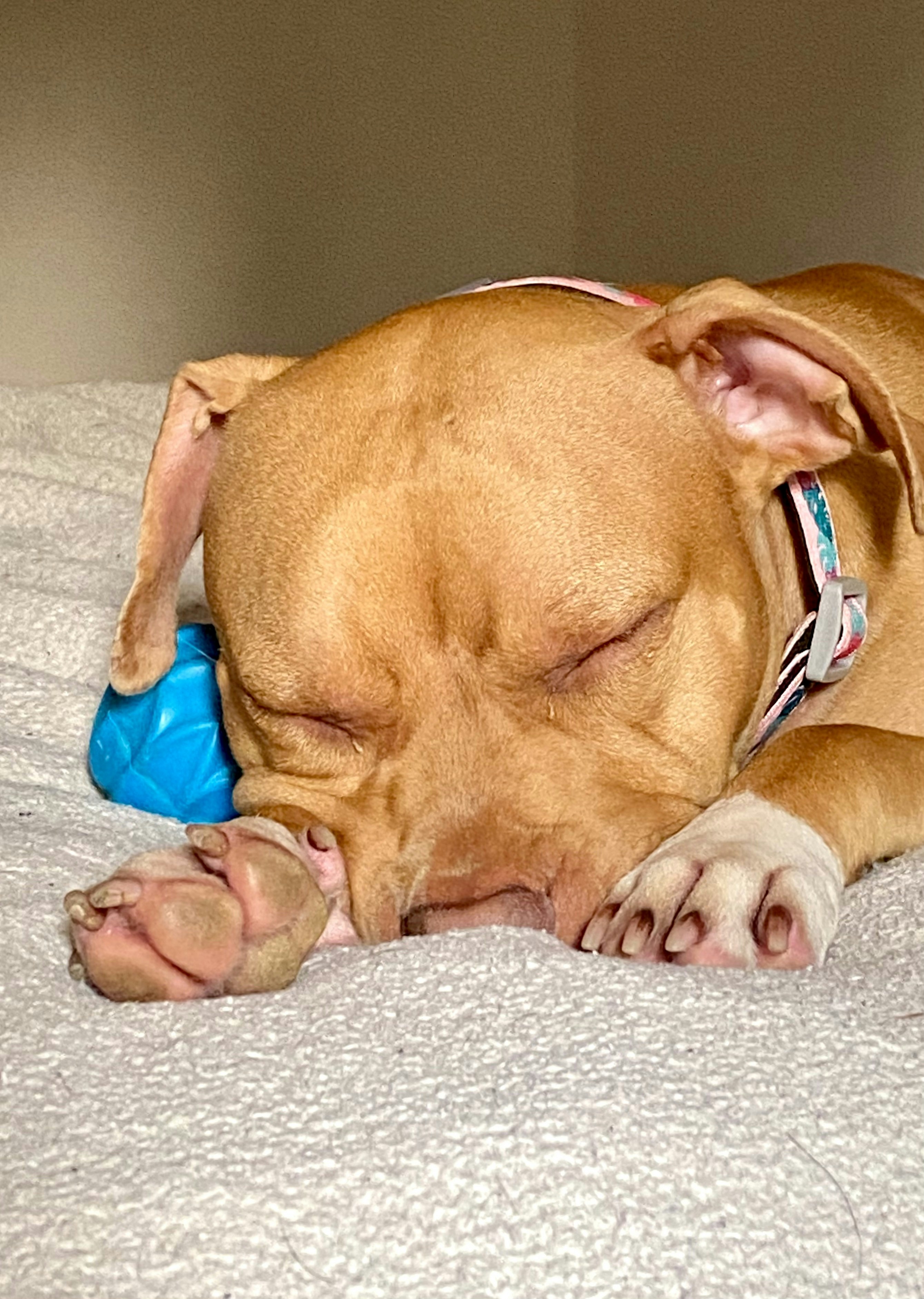 Dreaming in Soft Hues: A Canine's Slumber