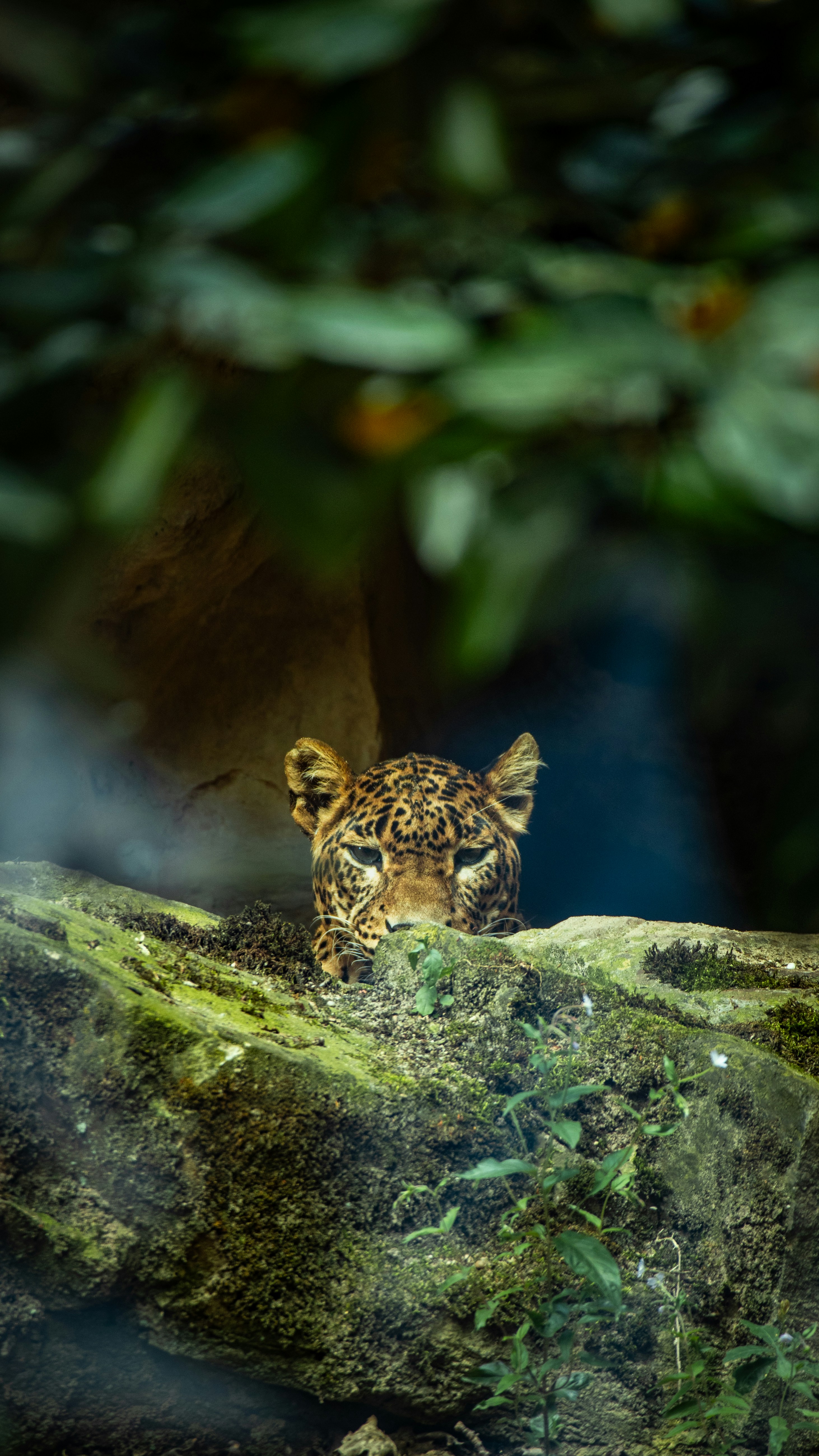 Silent Watcher in the Jungle