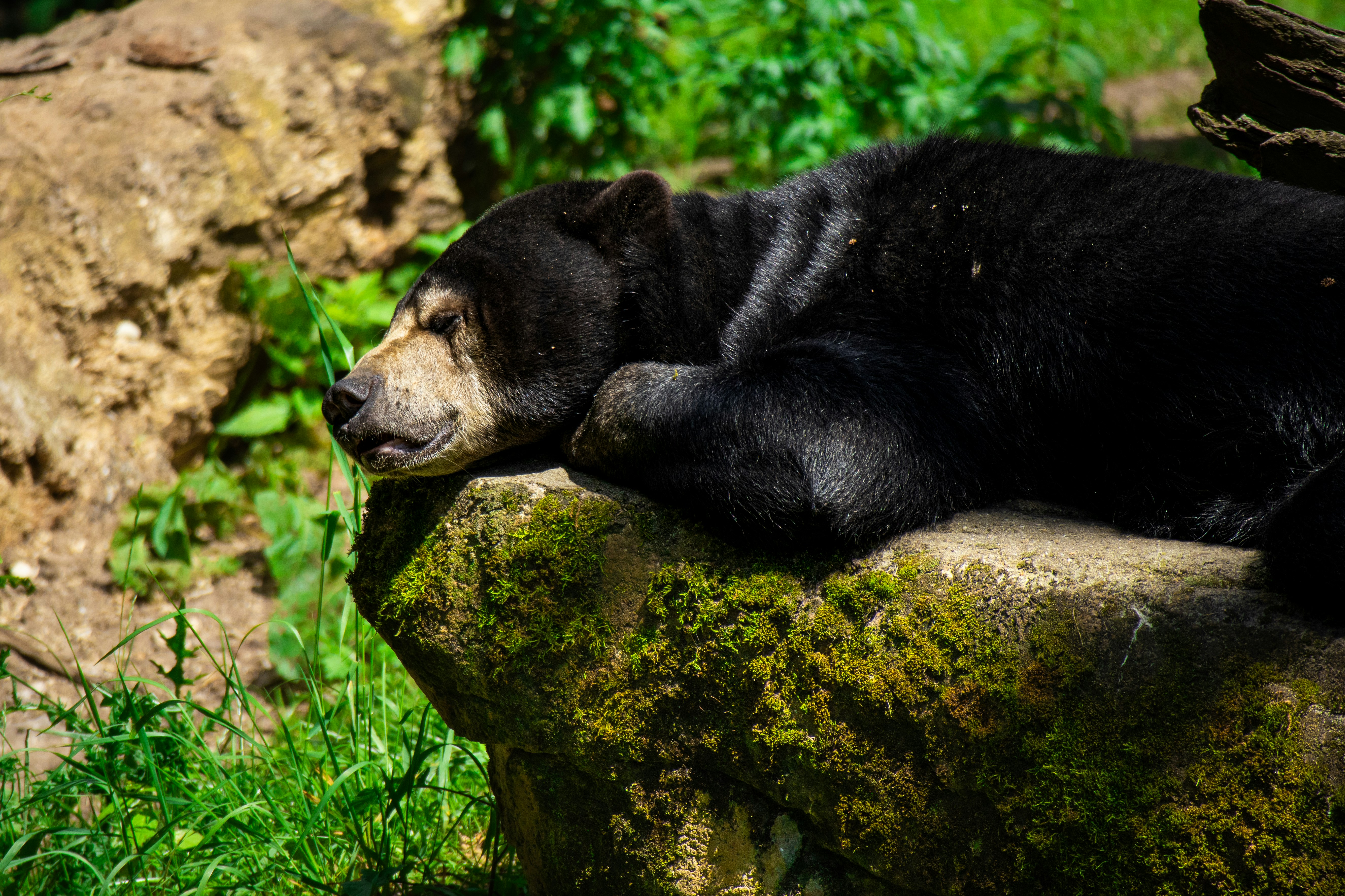 The Serene Slumber of a Forest Guardian