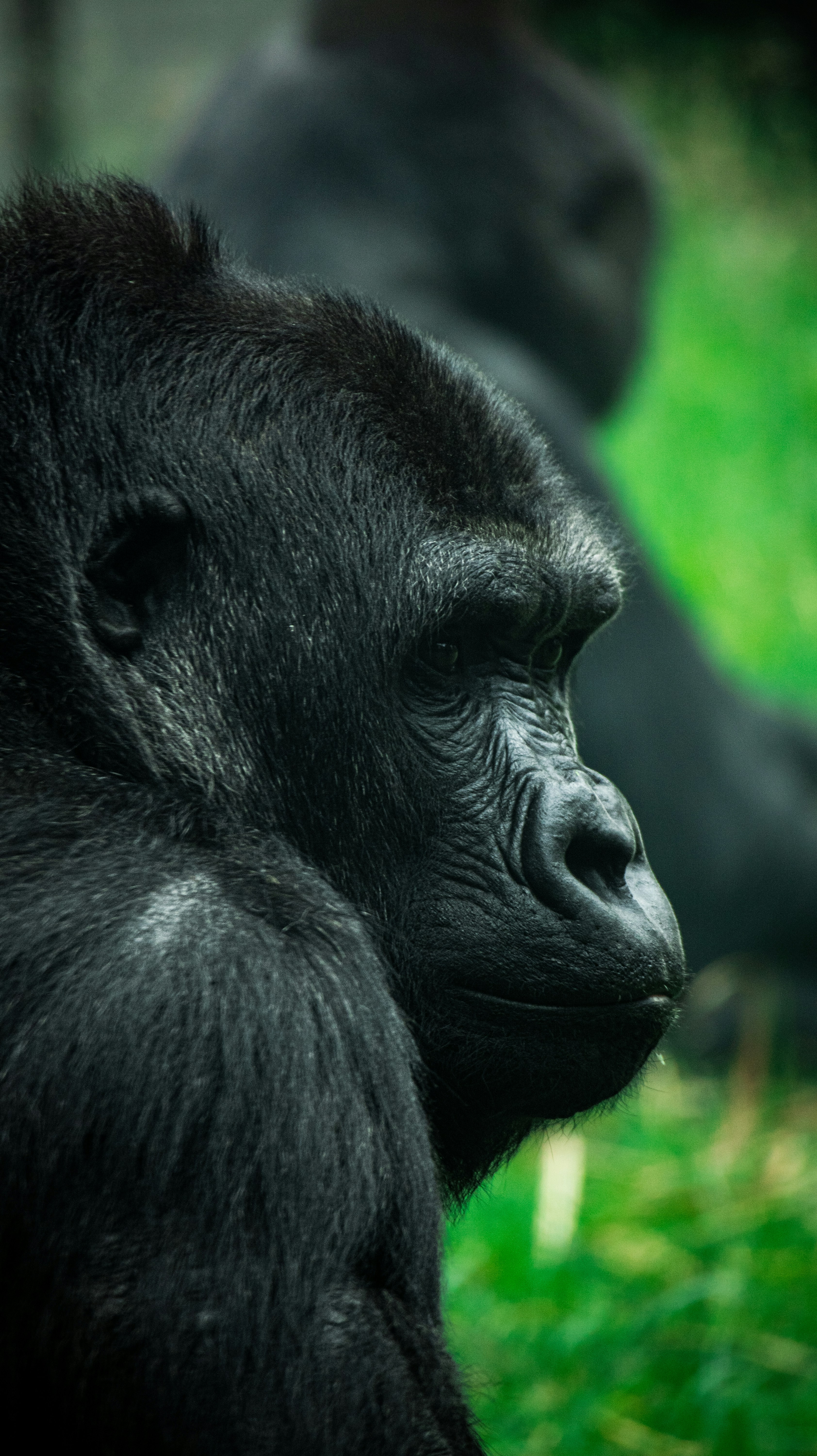 Gorilla Portrait in Verdant Quiet: A Close-Up Profile