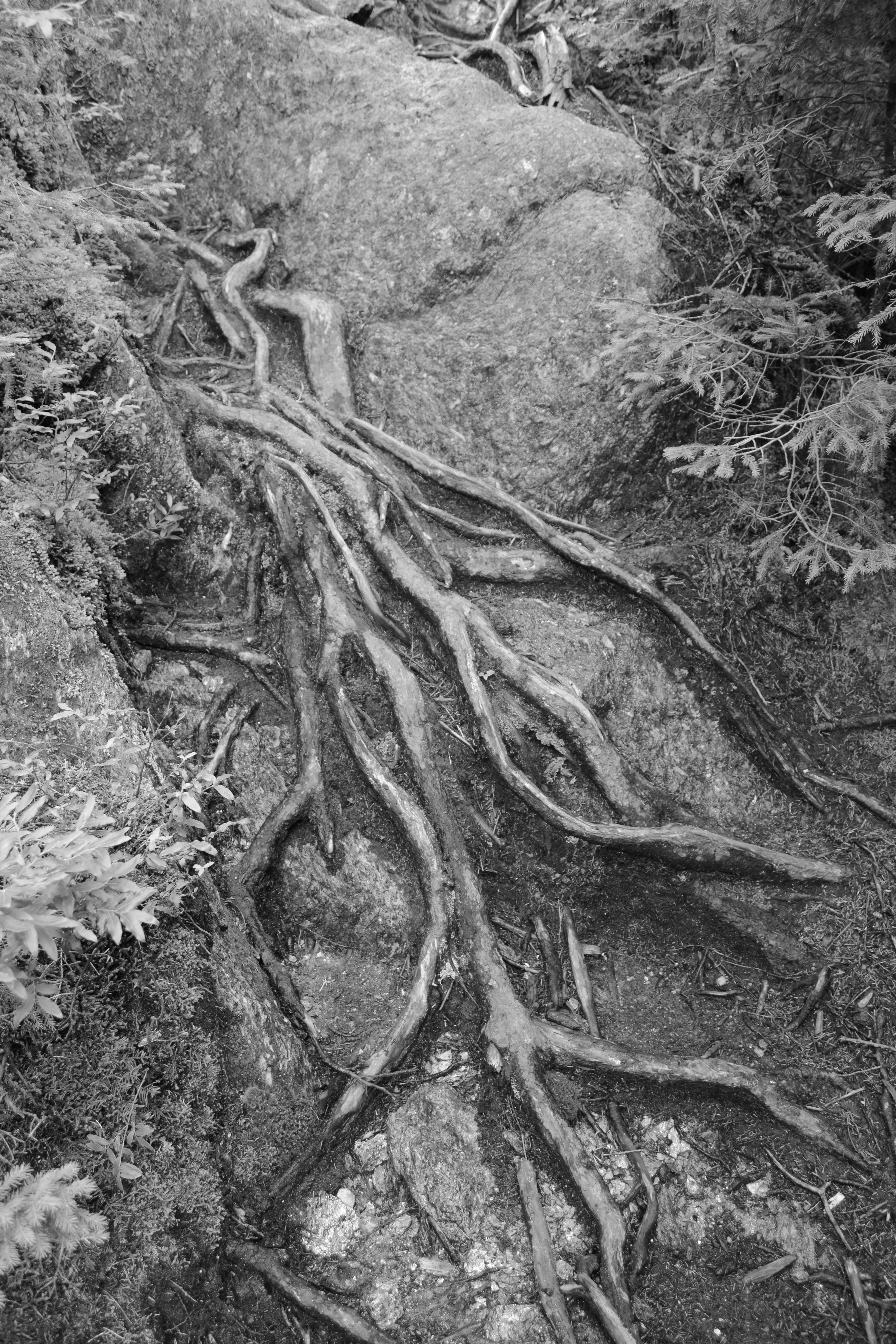 A black and white photo of a tree roots on a rock photo – Free Animal ...