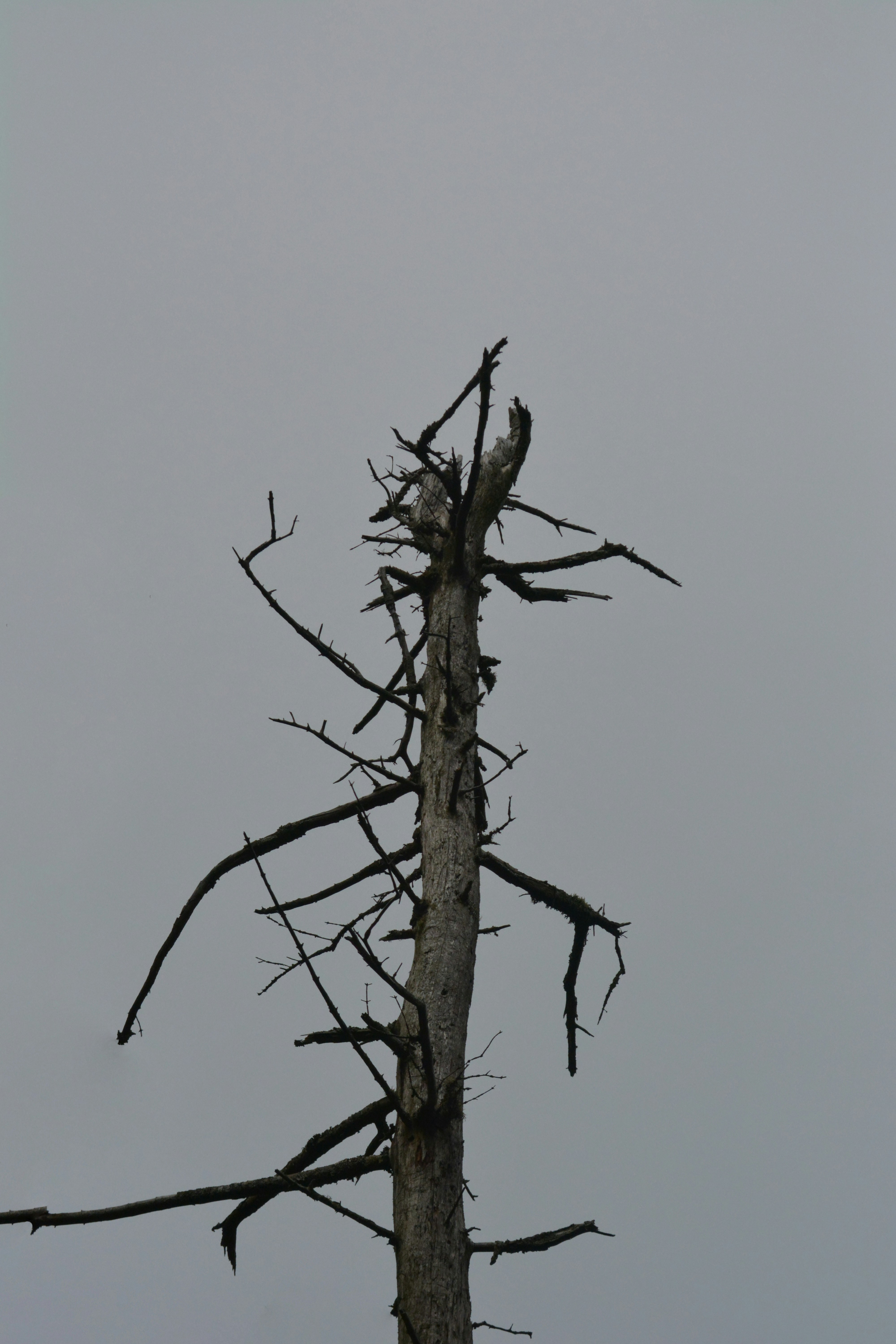 Weathered Sentinel Against a Monochrome Sky
