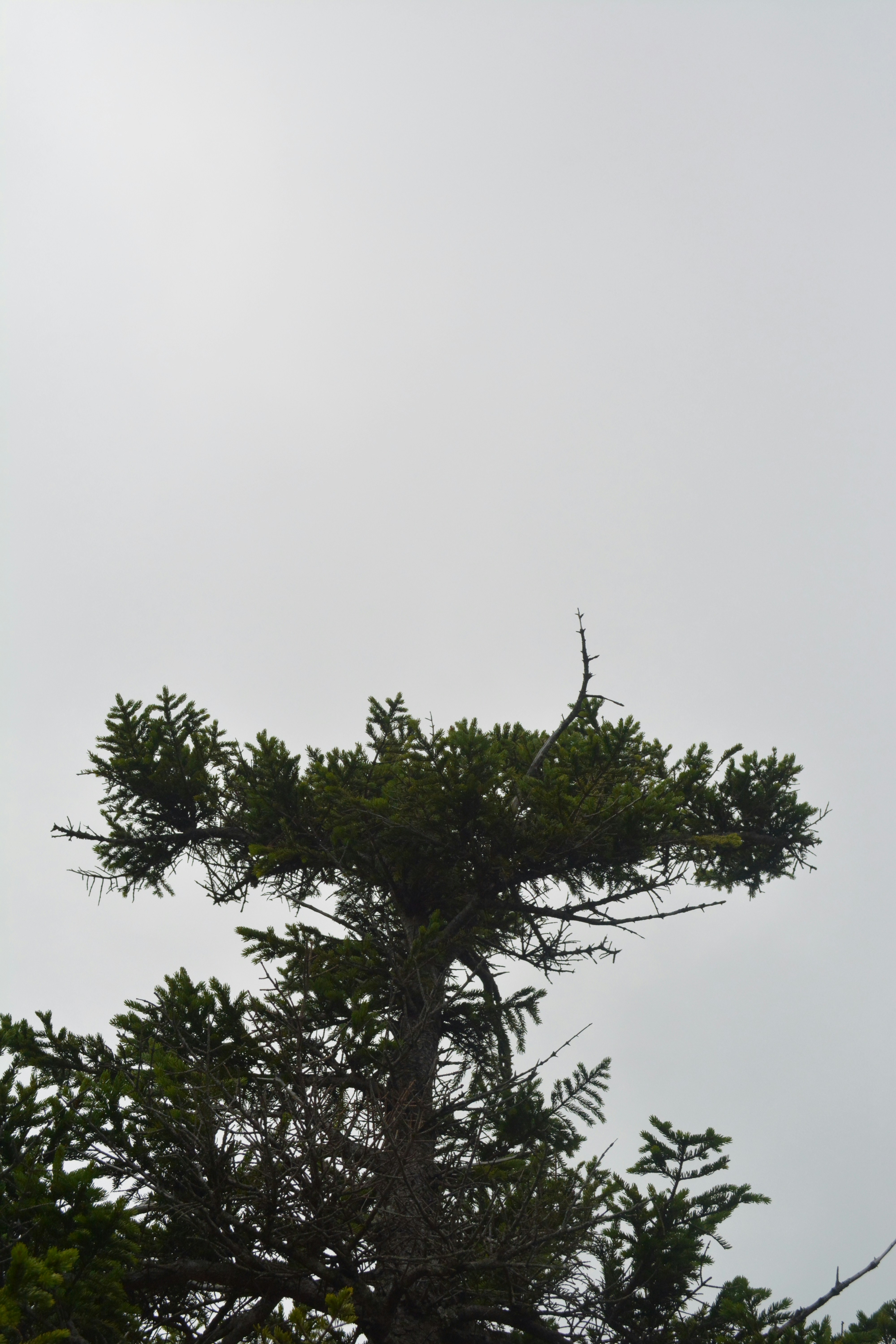 Crown in Gray: A Lone Evergreen Reaching Through Silence