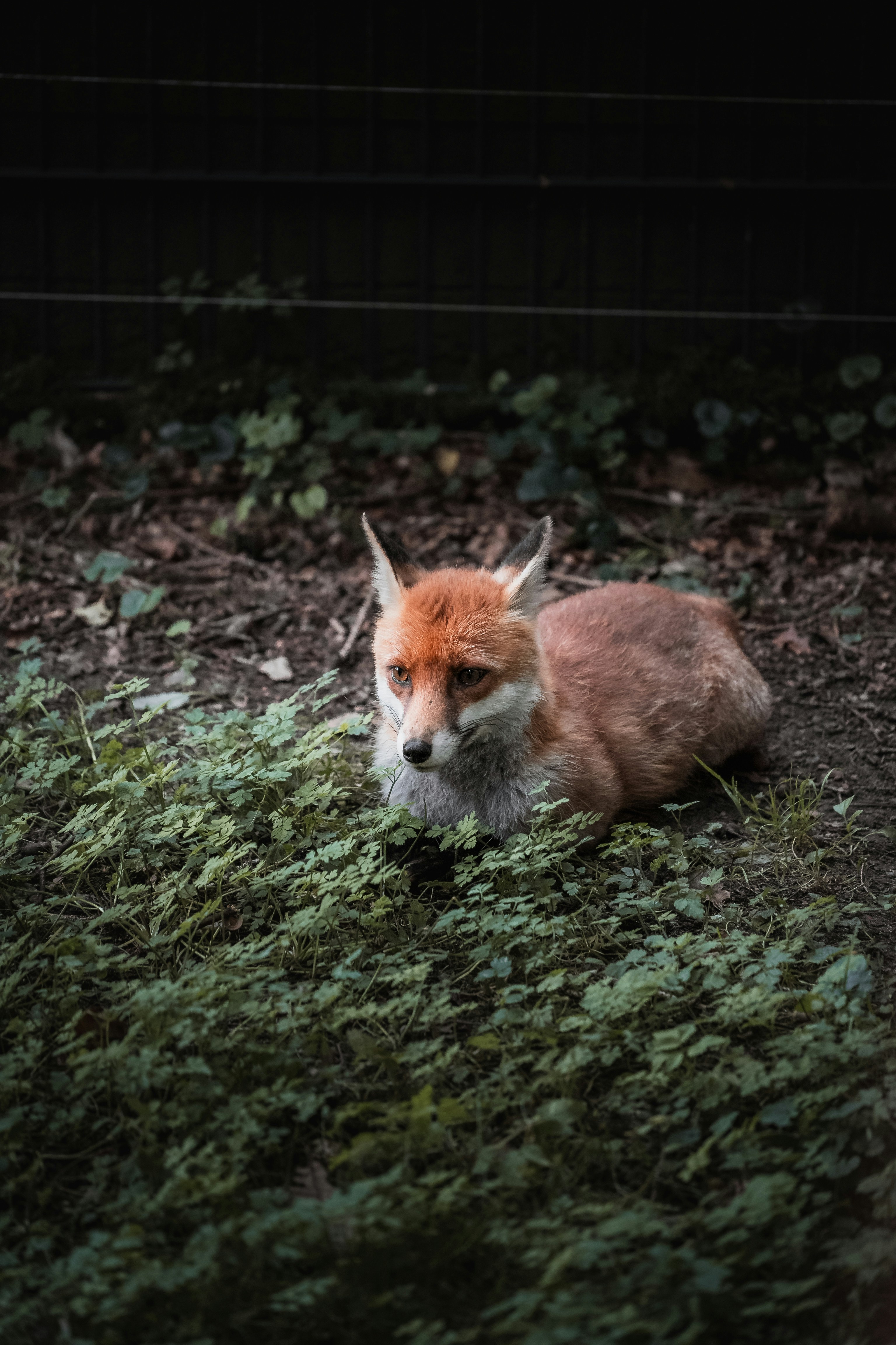 A red fox laying on top of a lush green field photo – Free Animal Image ...