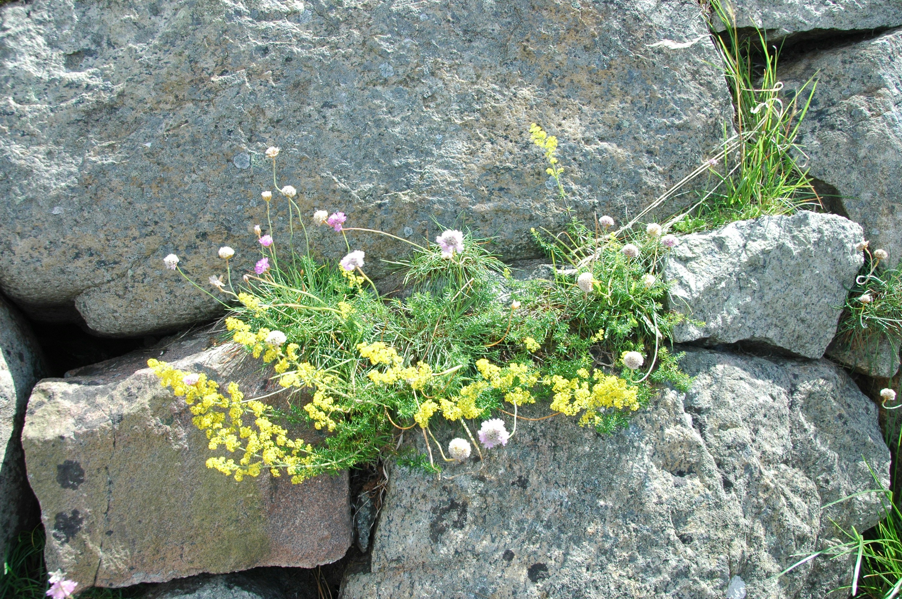 Lichen and Wildflowers Nestled Between Stones
