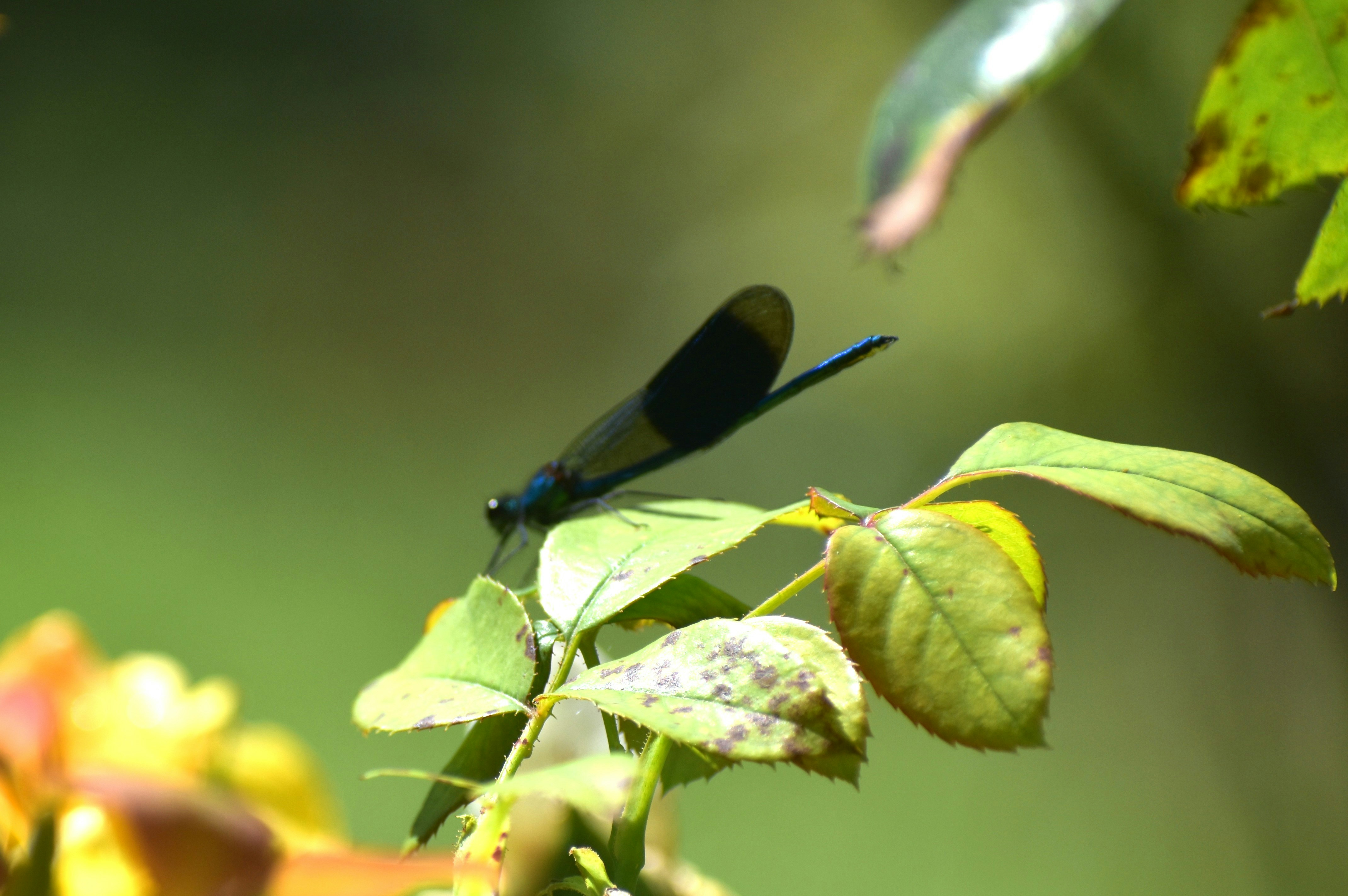 A blue and black bird sitting on top of a leaf covered tree photo ...