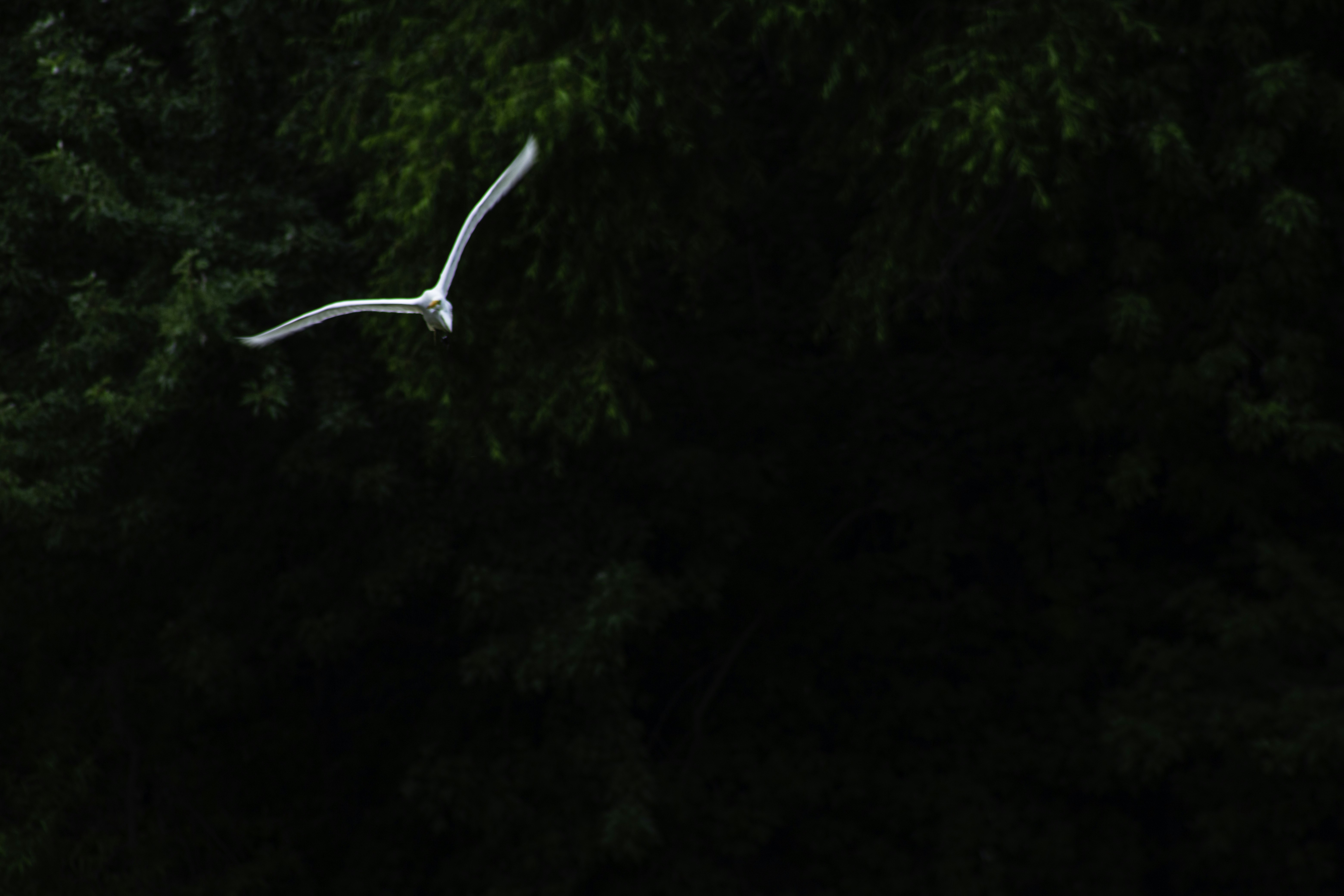 Quiet Glide Above the Shadowed Pines