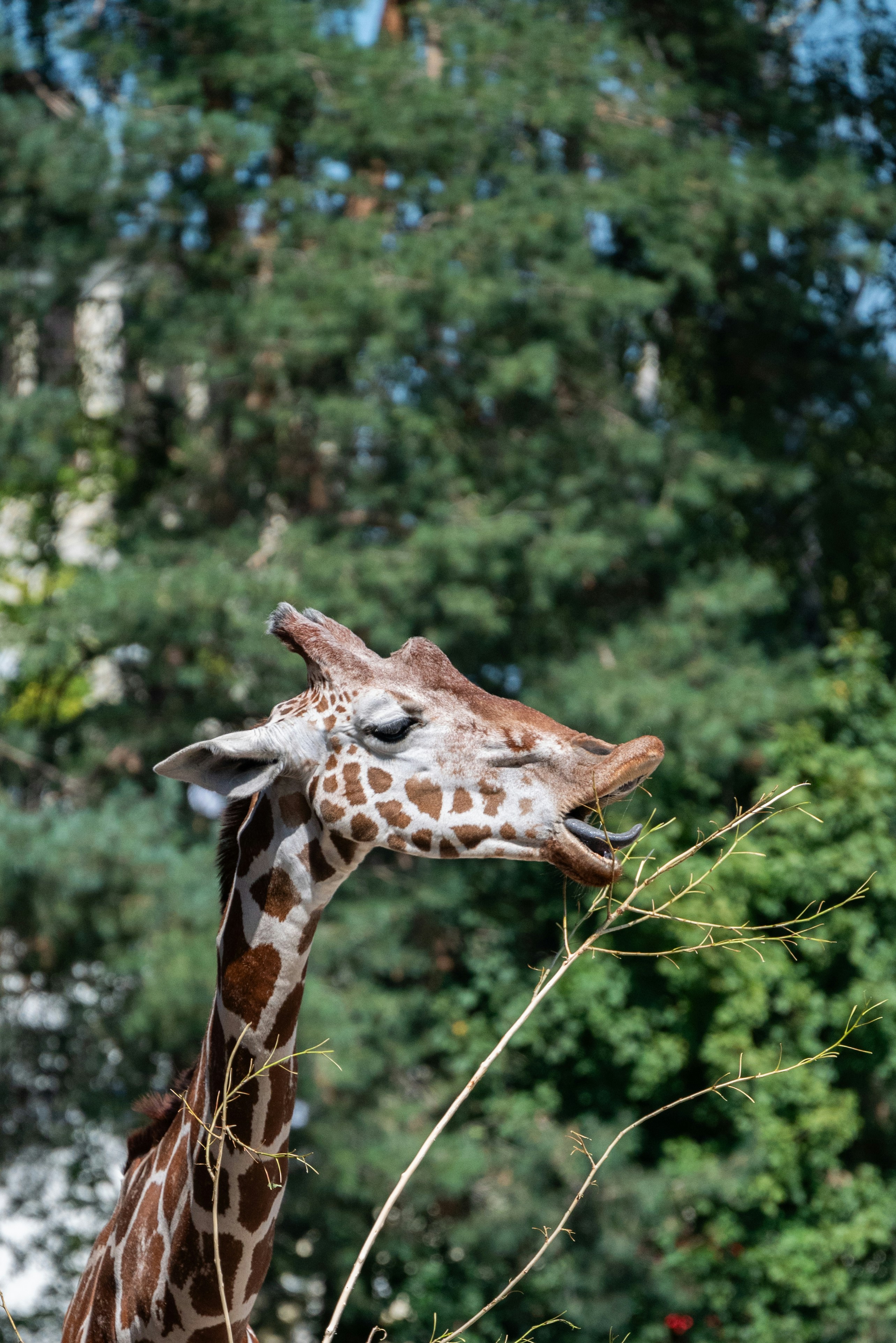 A giraffe standing next to a lush green forest photo – Free Animal ...