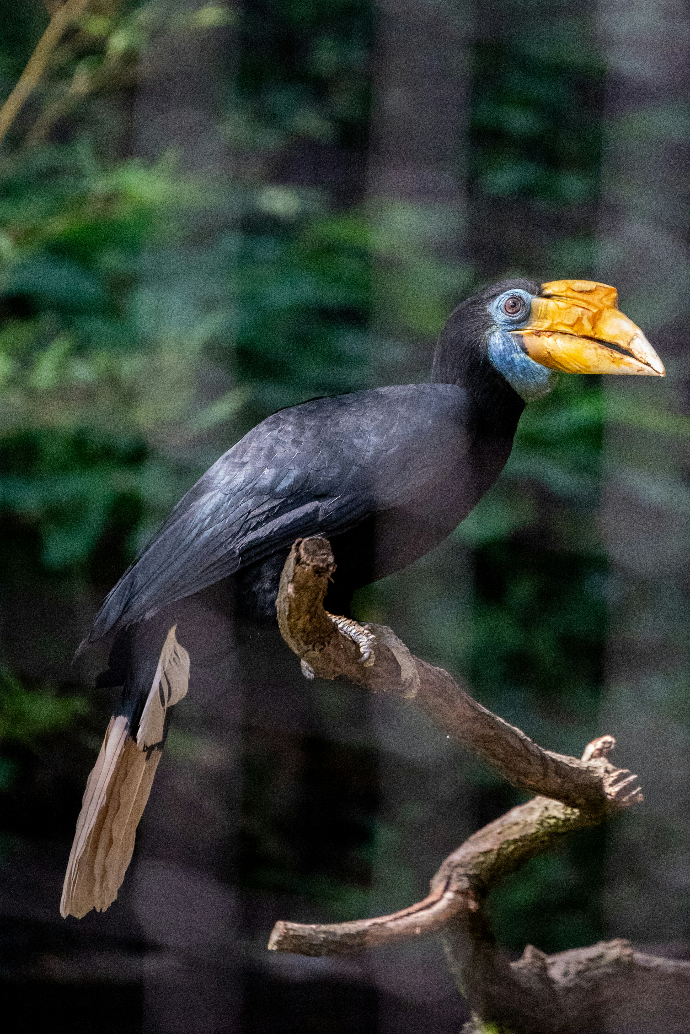 Amber Beak on a Winding Branch: A Hornbill Portrait in Dappled Forest Light