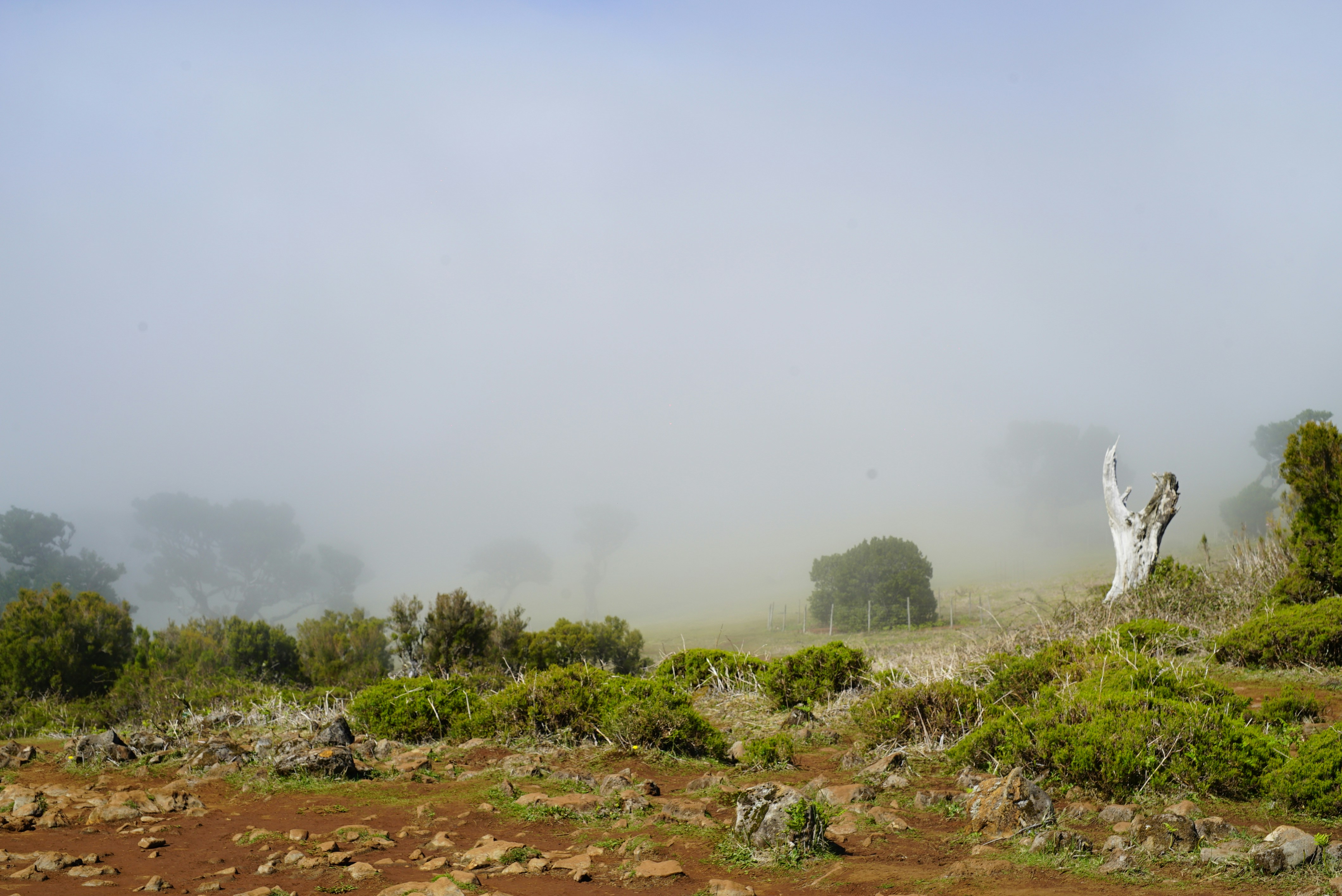 Mist over the Wind-Swept Plain with a Lone bleached tree