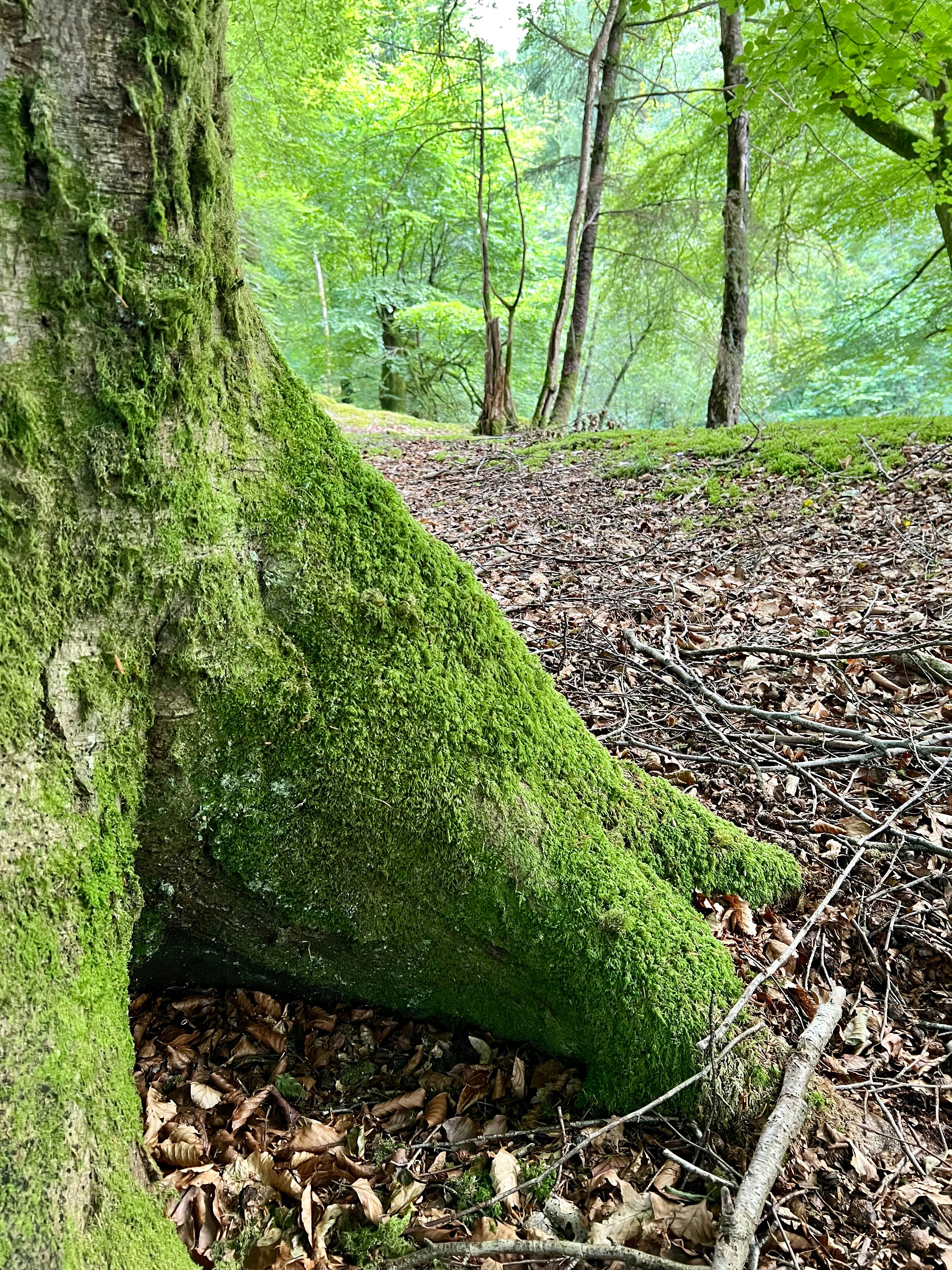 Moss-Crowned Roots at the Forest's Emerald Edge