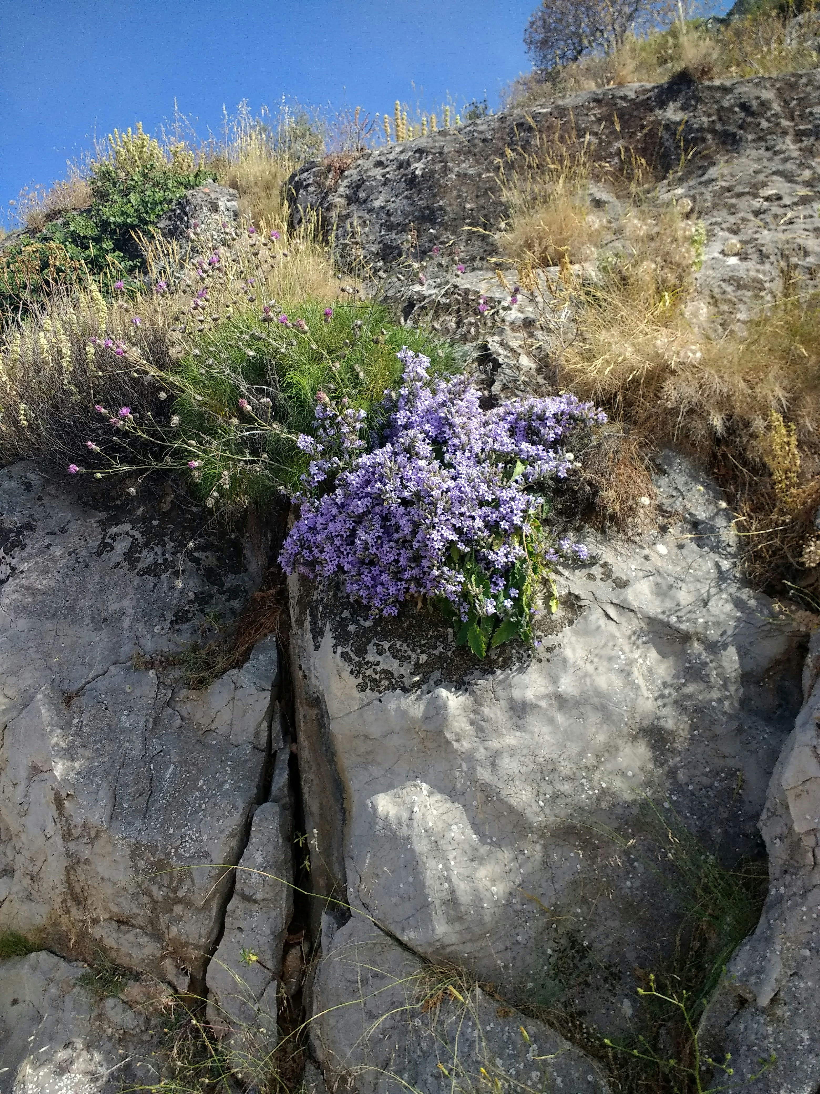 Purple wildflowers spill from a crack in sunlit granite, with dry grasses overhead and a clear blue sky.