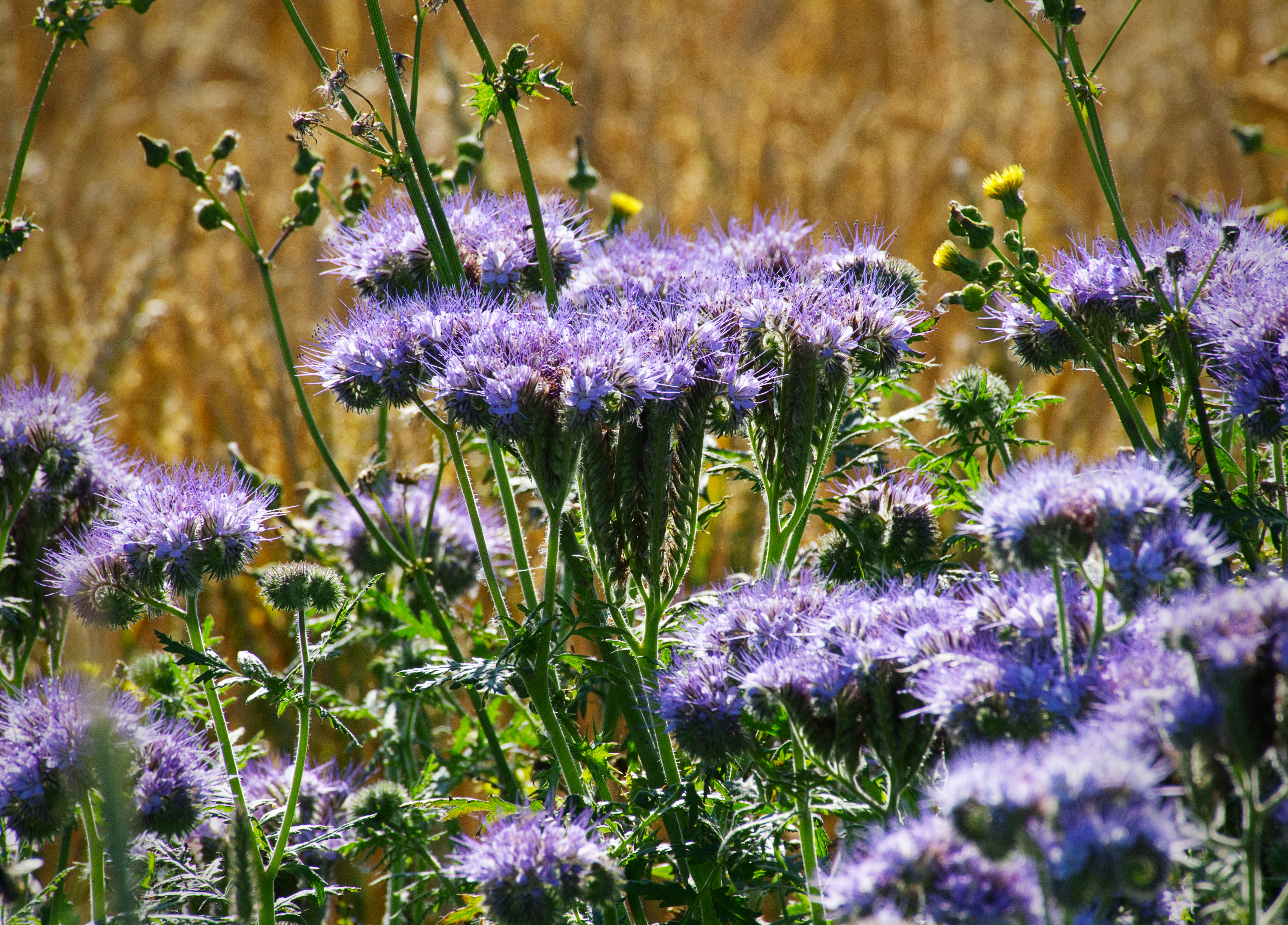 Lavender Bloom in Sunlit Field