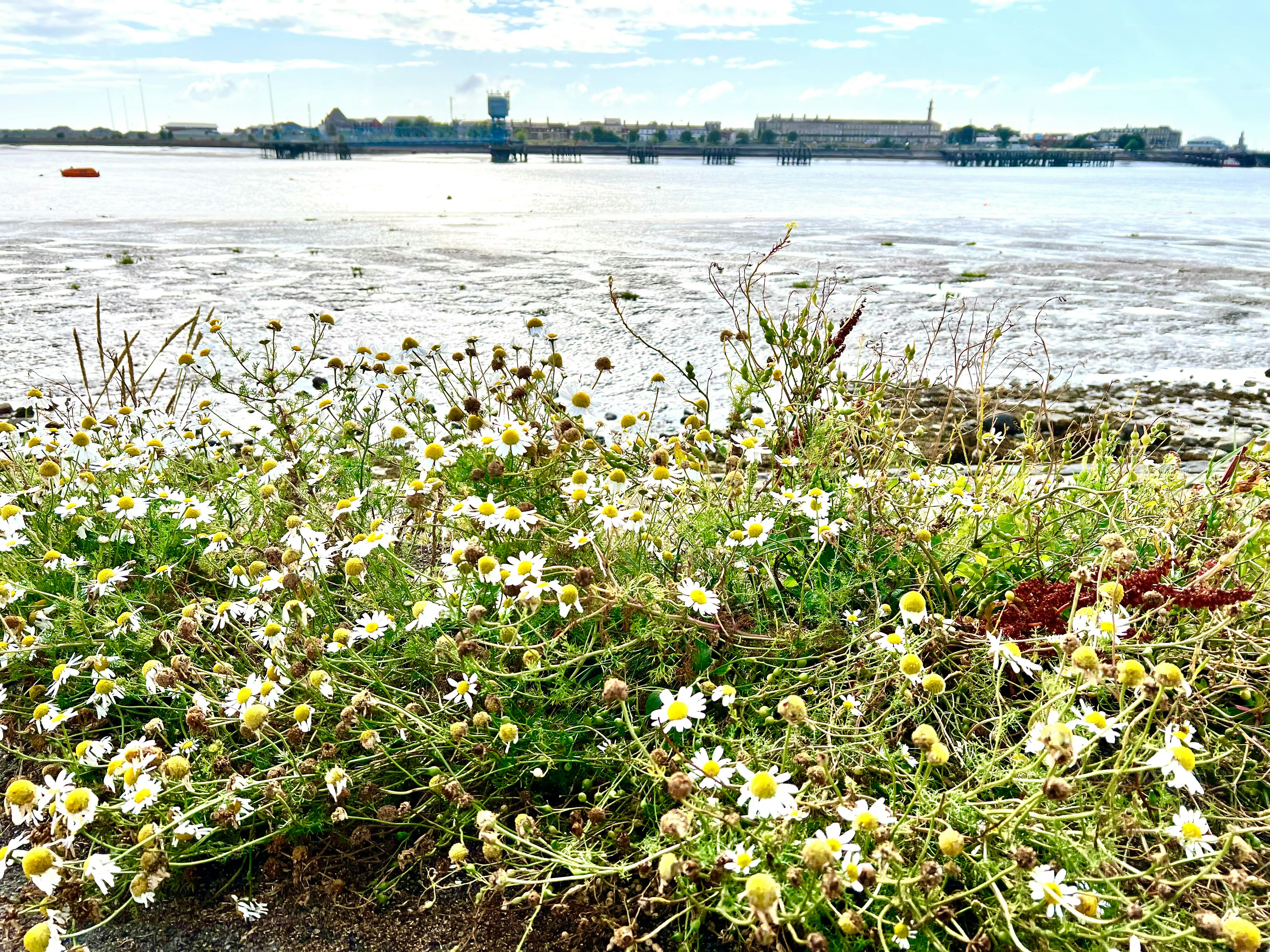 Daisy Edge: Wildflowers Framing a Quiet River and Distant Bridge