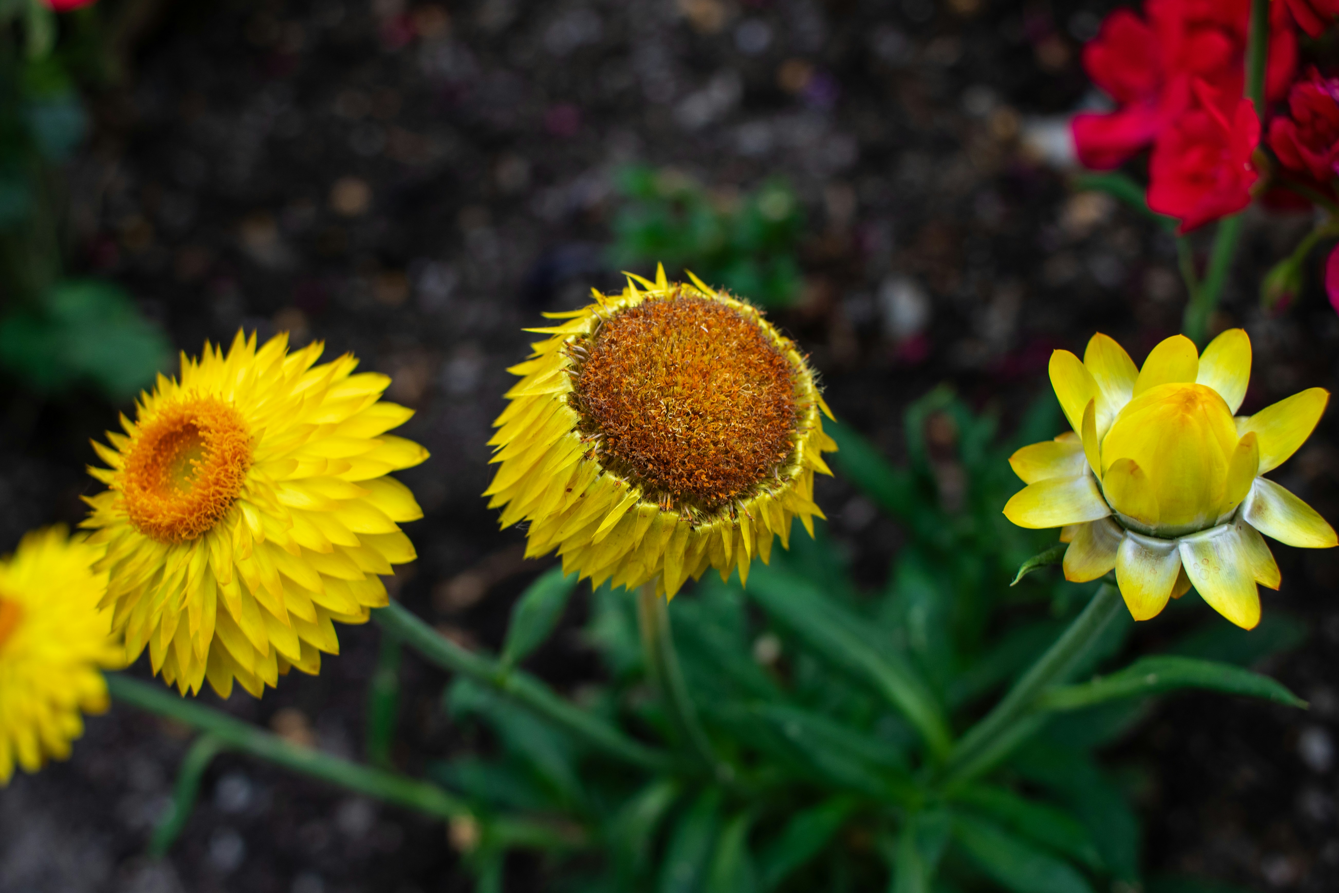 Three Golden Heads in a Quiet Garden Bed