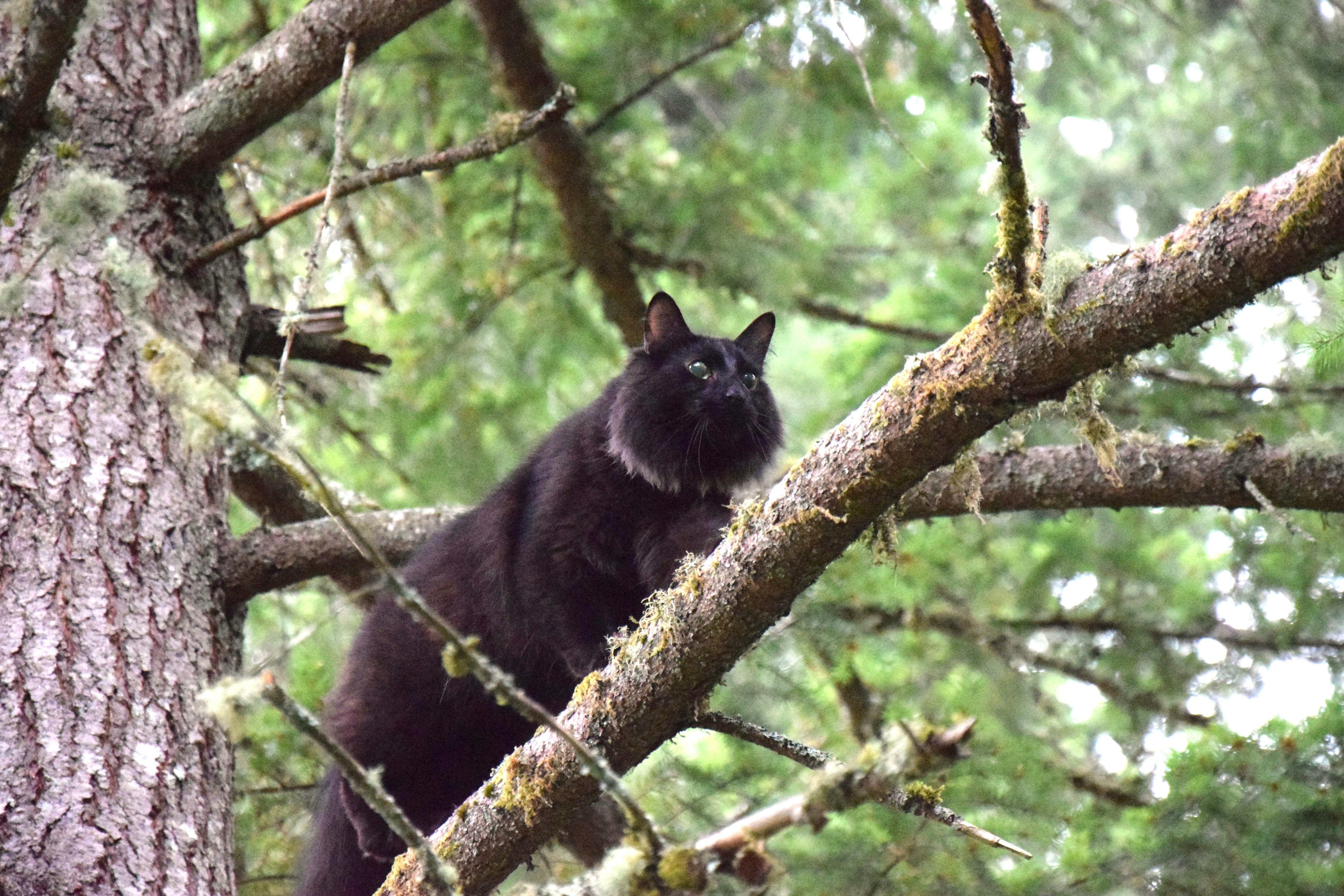 Lichen-Wreathed Sentinel: Black Cat in a Pine Canopy