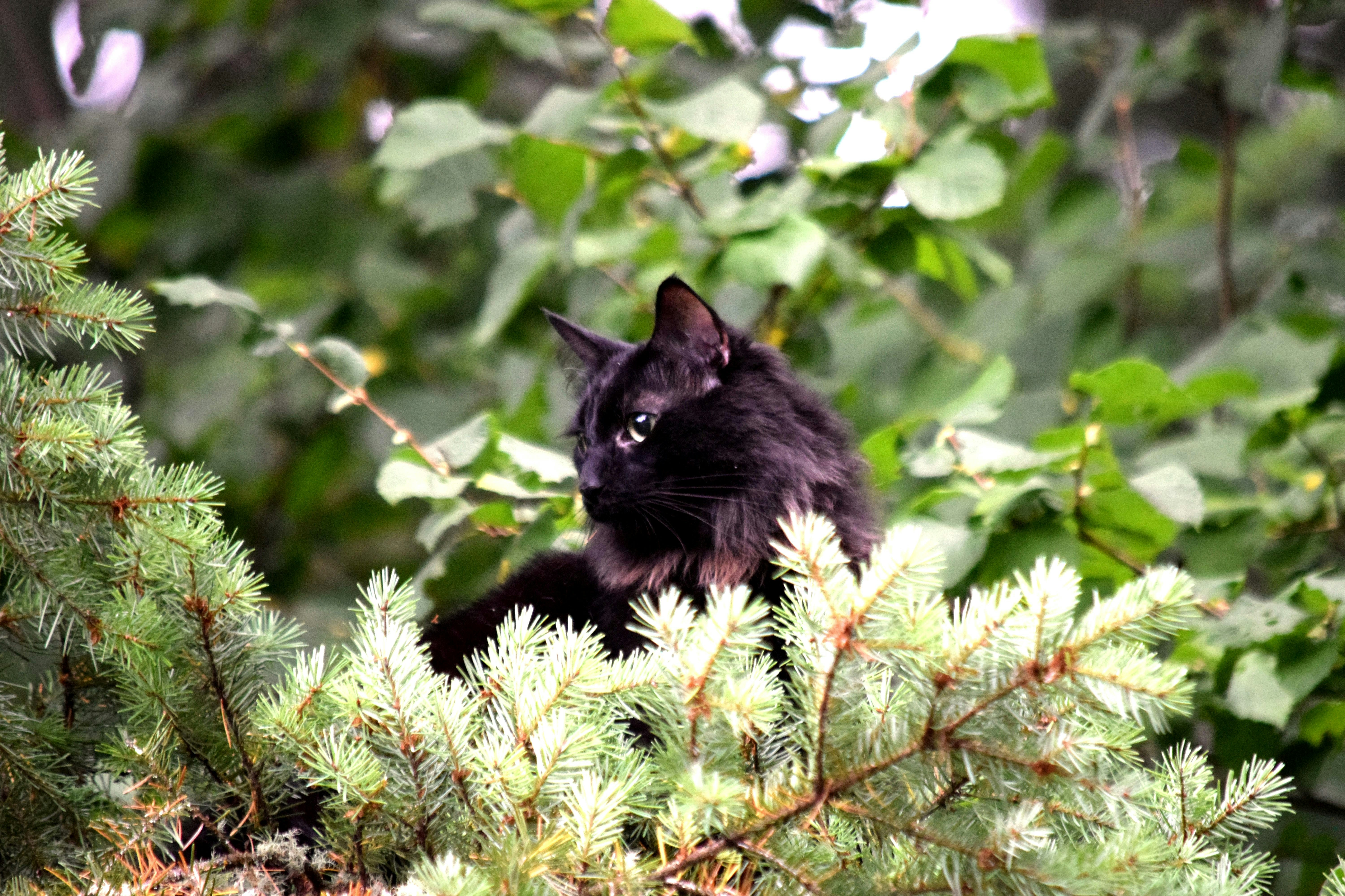 Whiskered Sentinel Among Pine Needles