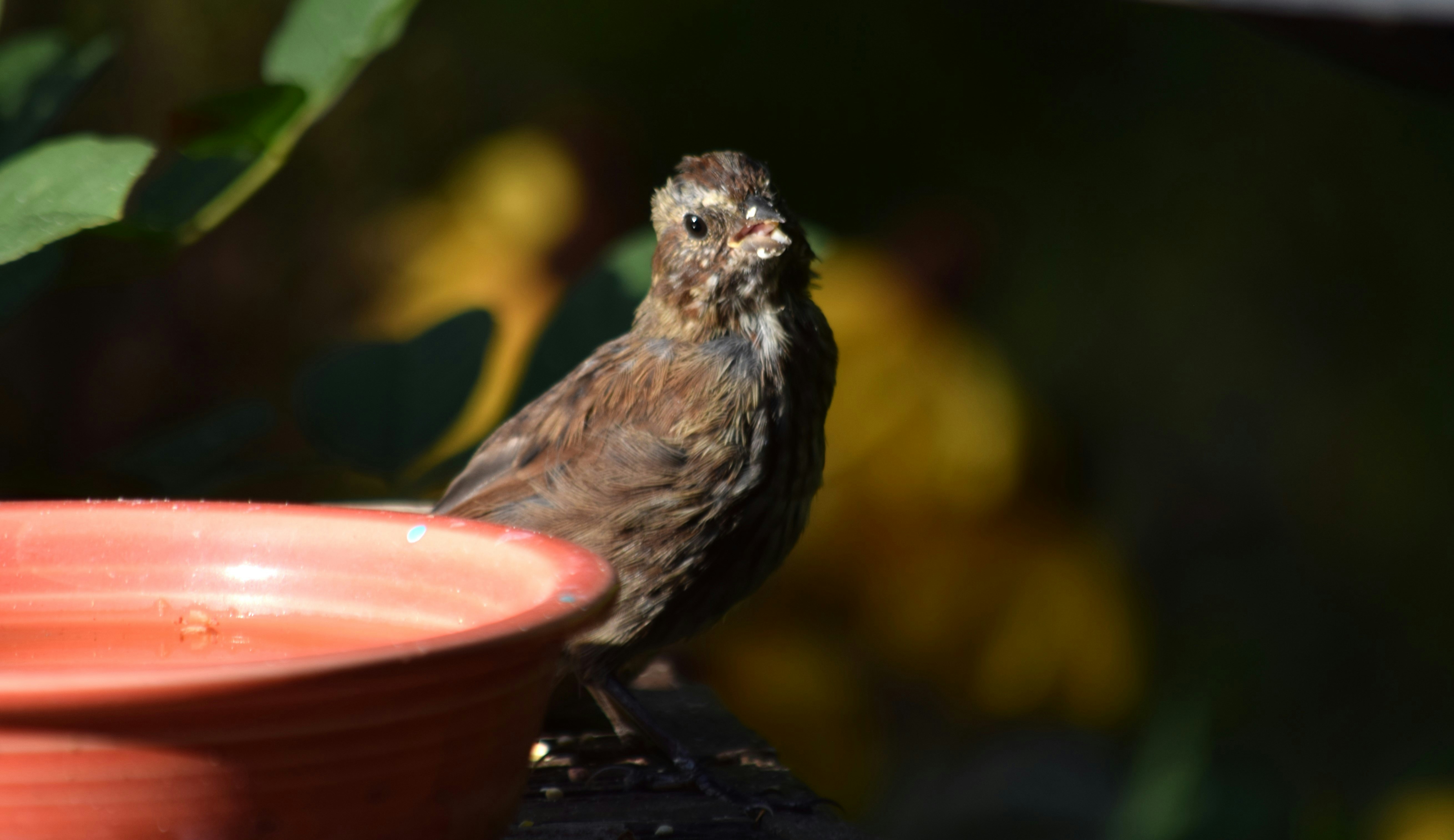 Curious Brown Warbler by a Terracotta Pot in Dappled Light