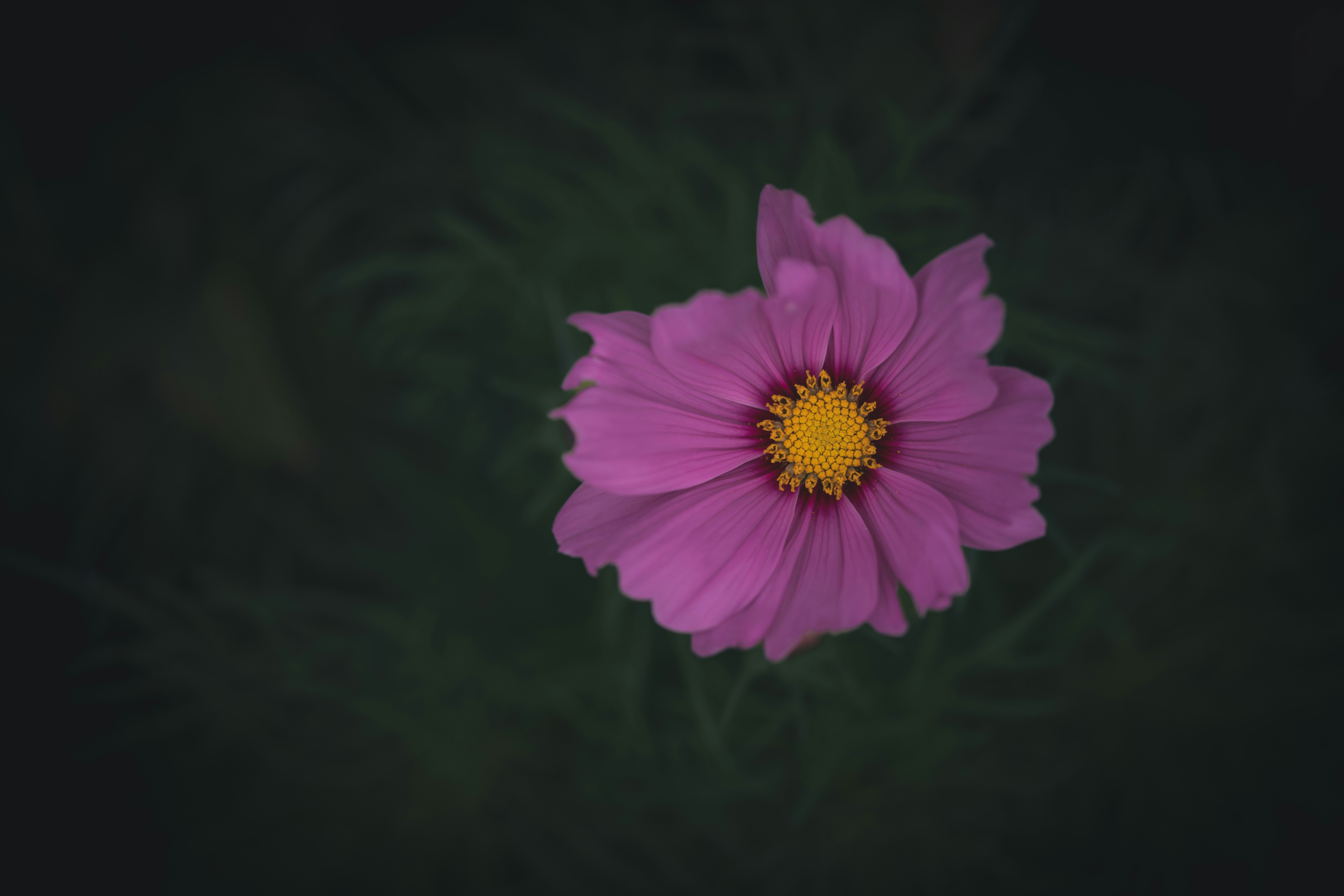 A vibrant pink cosmos flower stands out against a dark green backdrop, showcasing its intricate petals and golden center.