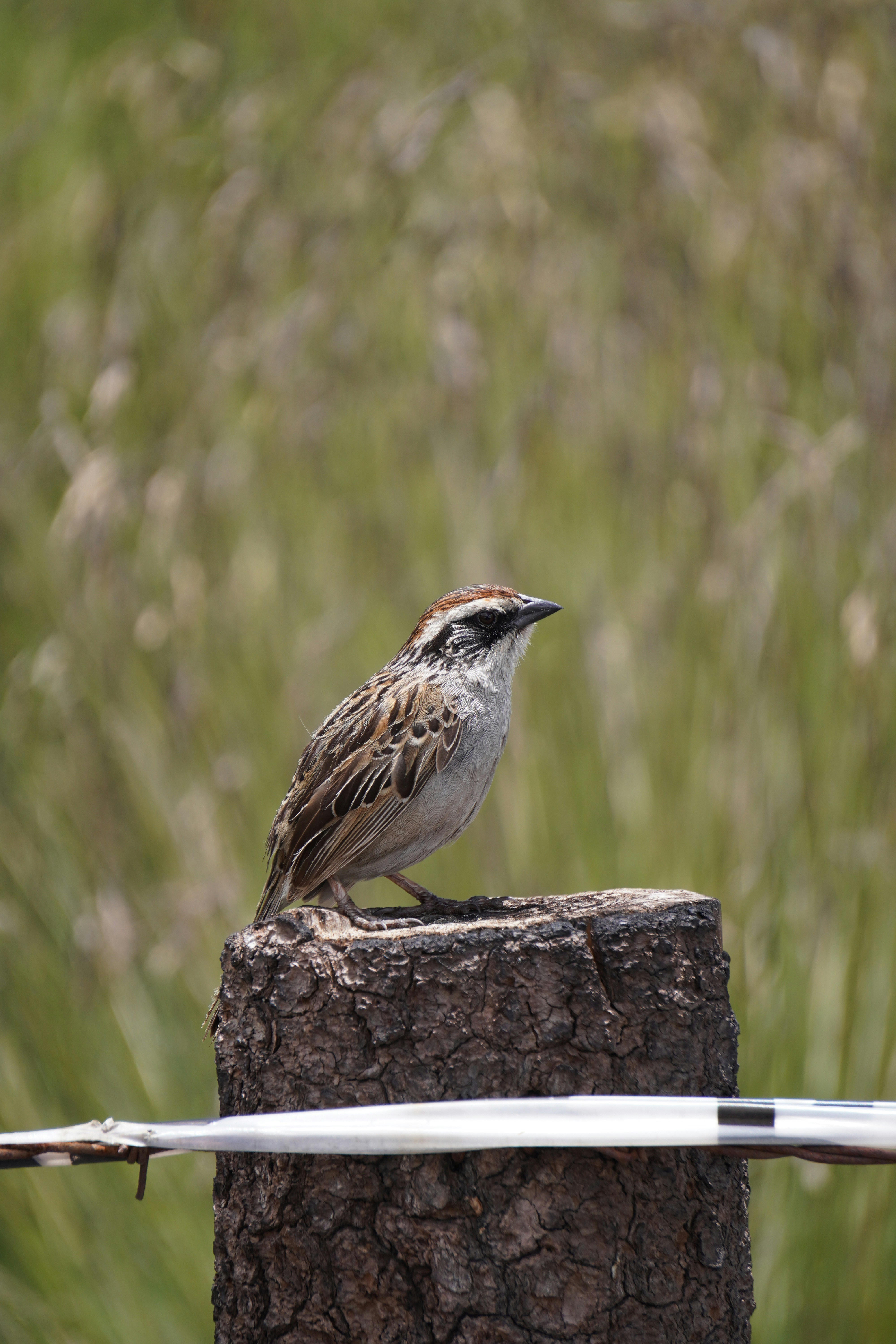Perched on Weathered Wood: A Songbird in Field Light