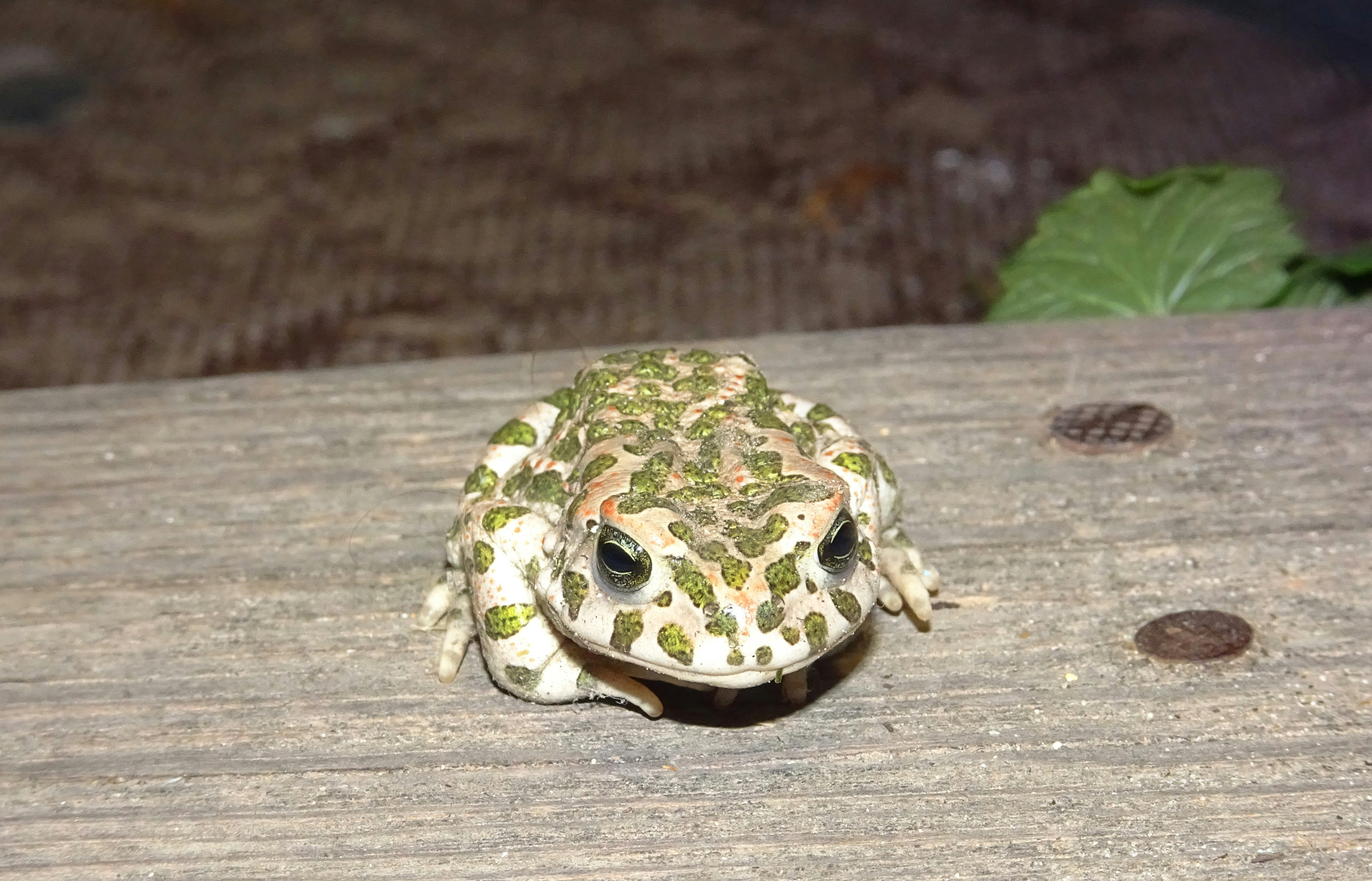 Emerald-patterned frog perched on a weathered wooden plank with a green leaf nearby.