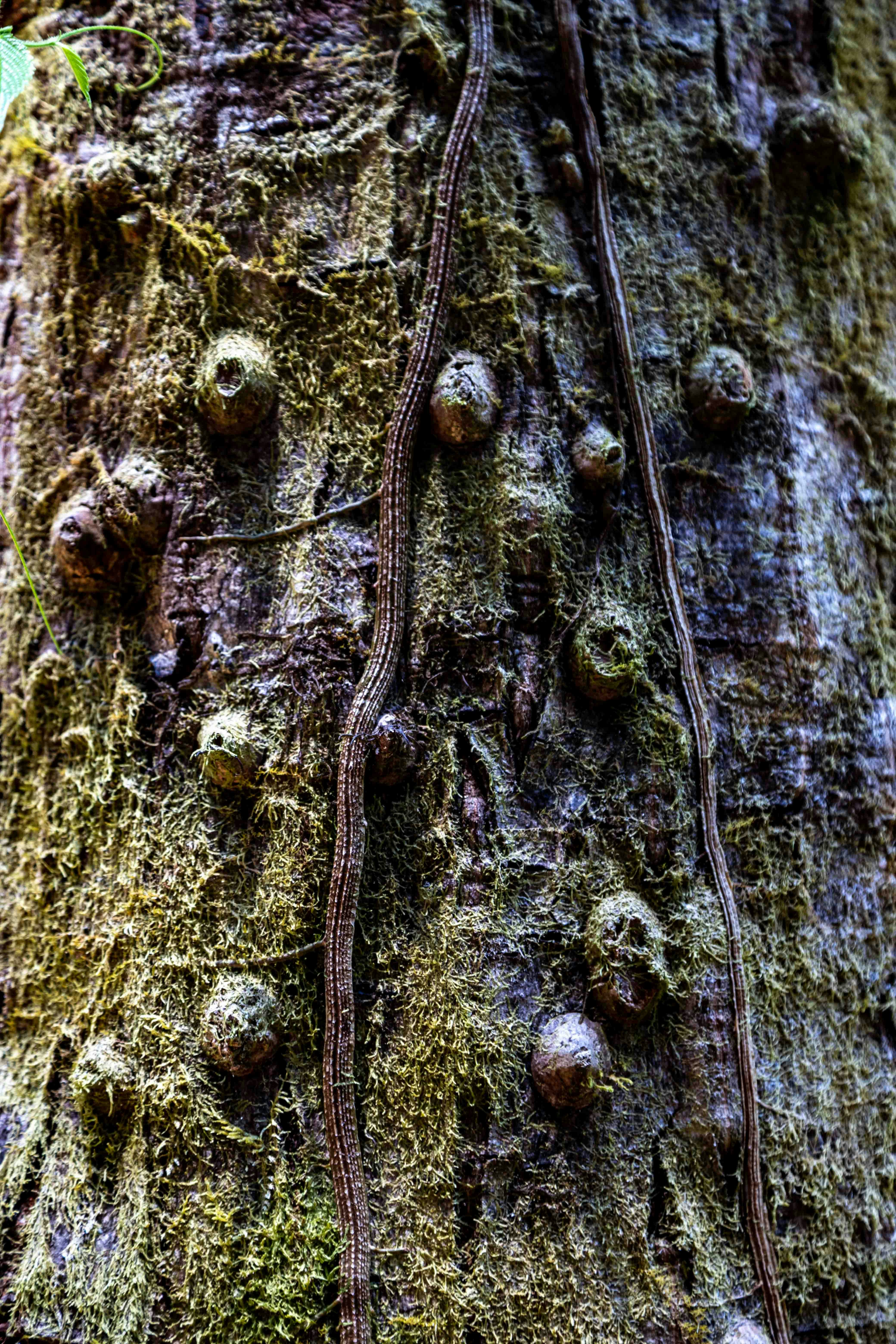 Warted Bark in Moss: Twin Vines Ascend a Textured Trunk