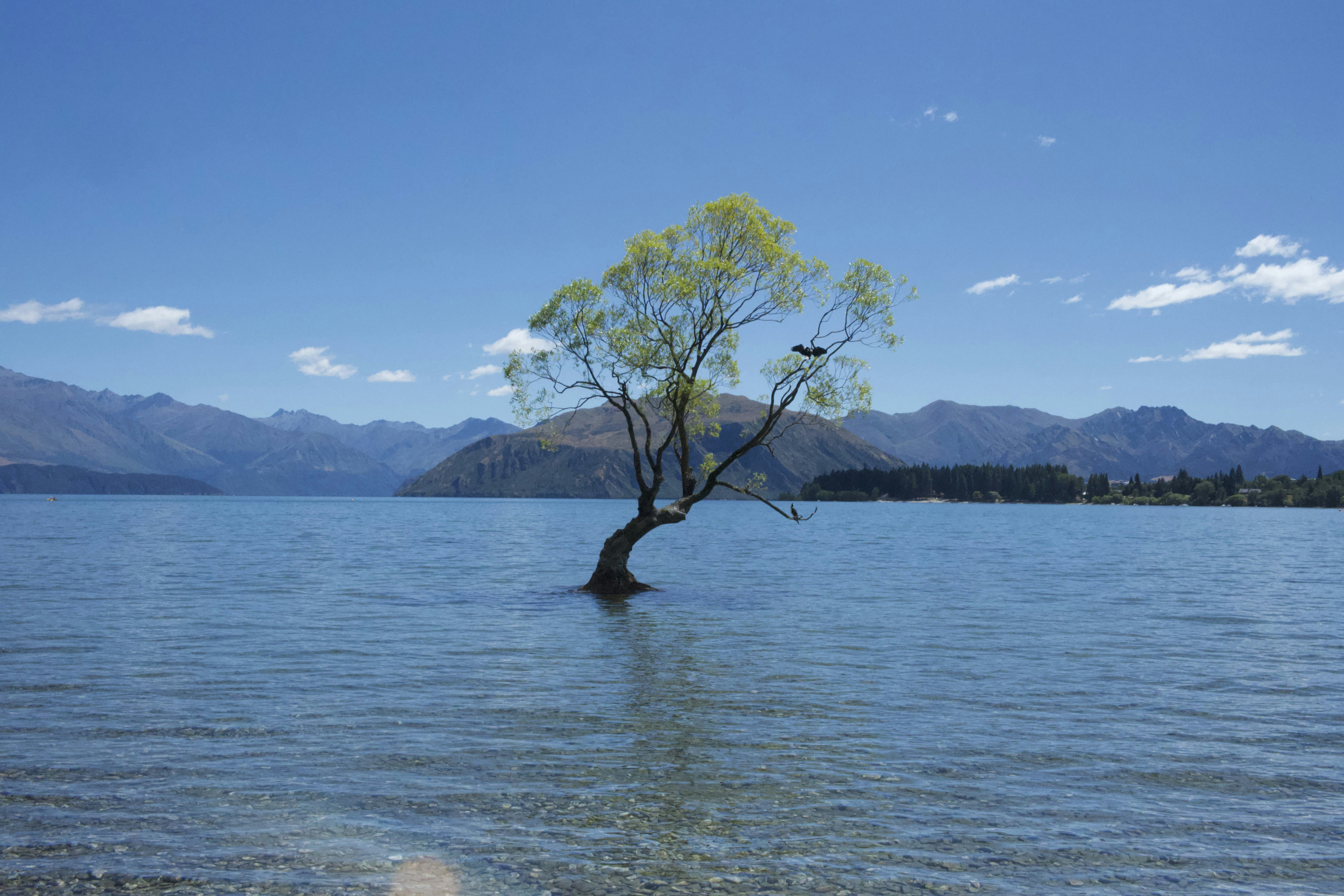 Lone Tree Scenery Wallpaper